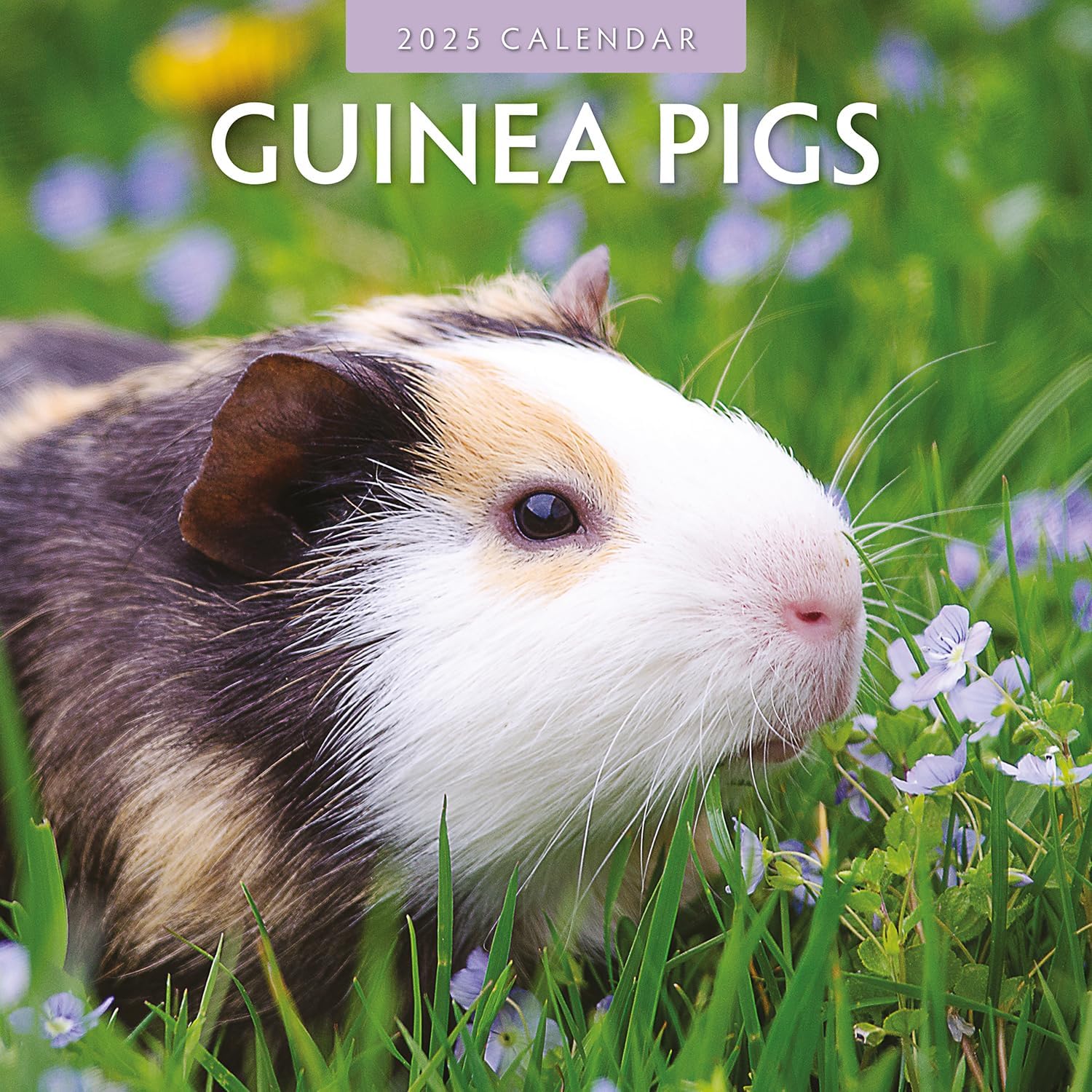 Amazon.com: Red Robin 2025 Guinea Pigs Monthly Wall Calendar | 12" x 24 ...