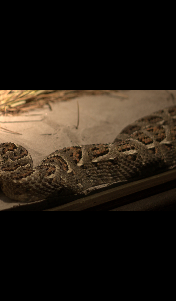 puff adder Wallpaper -- HD Wallpapers of puff adder! - App on Amazon ...