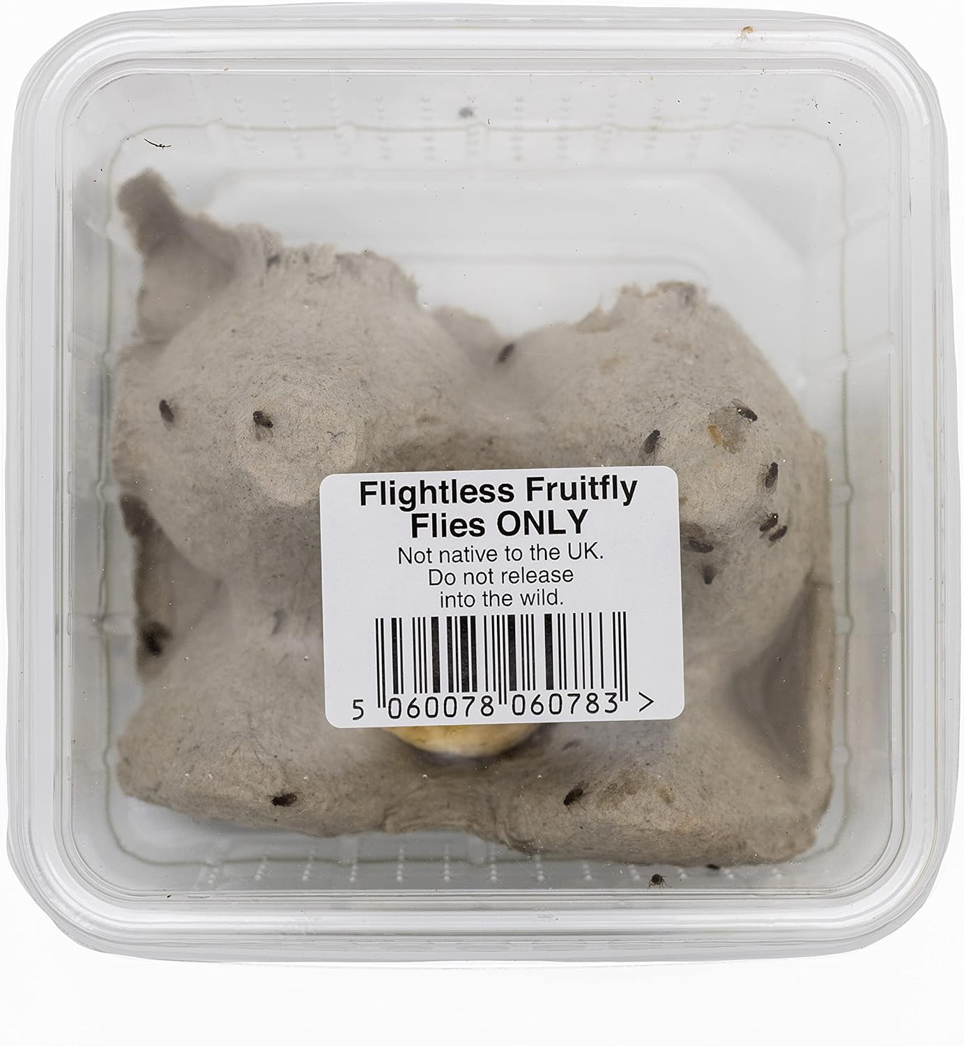 Livefoods4u Live Flightless Fruit Flies – Live Food for Reptiles ...