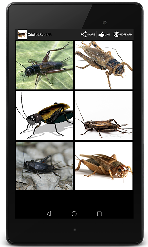 Cricket Sounds - App on Amazon Appstore