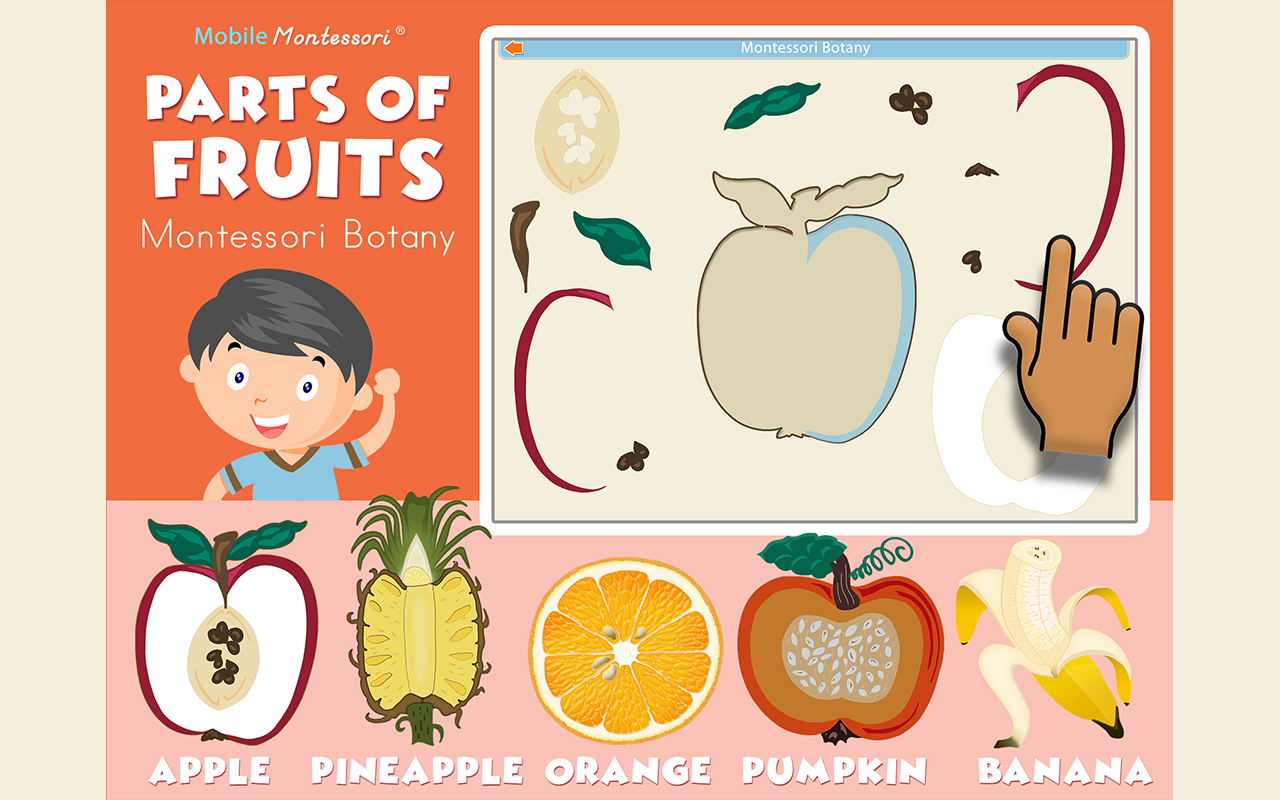 Montessori Botany - Parts of Fruits - App on Amazon Appstore
