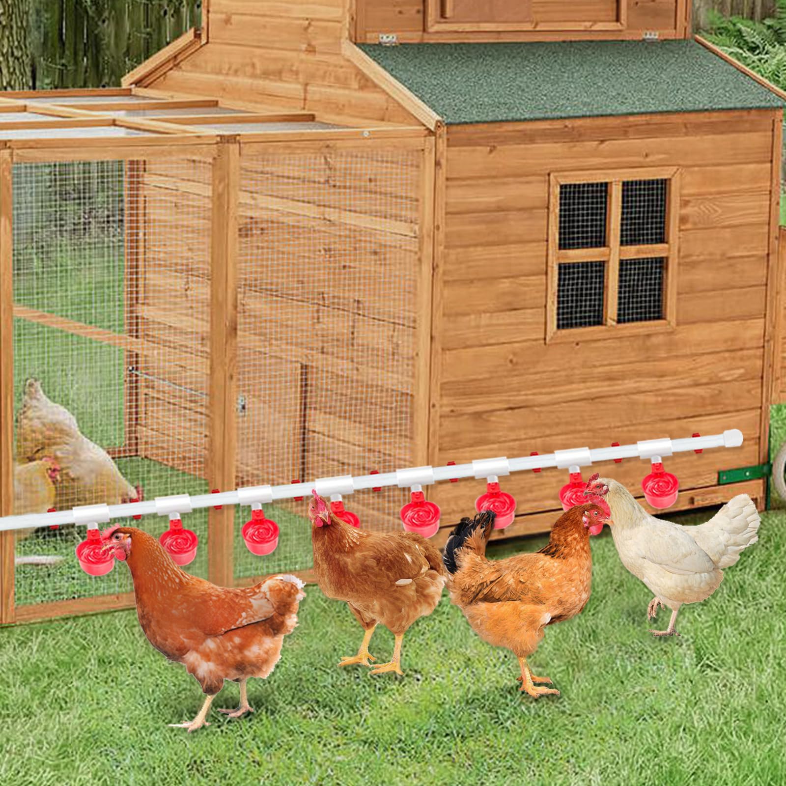 Quail Watering System Automatic Poultry Waterer Automatic Chicken ...