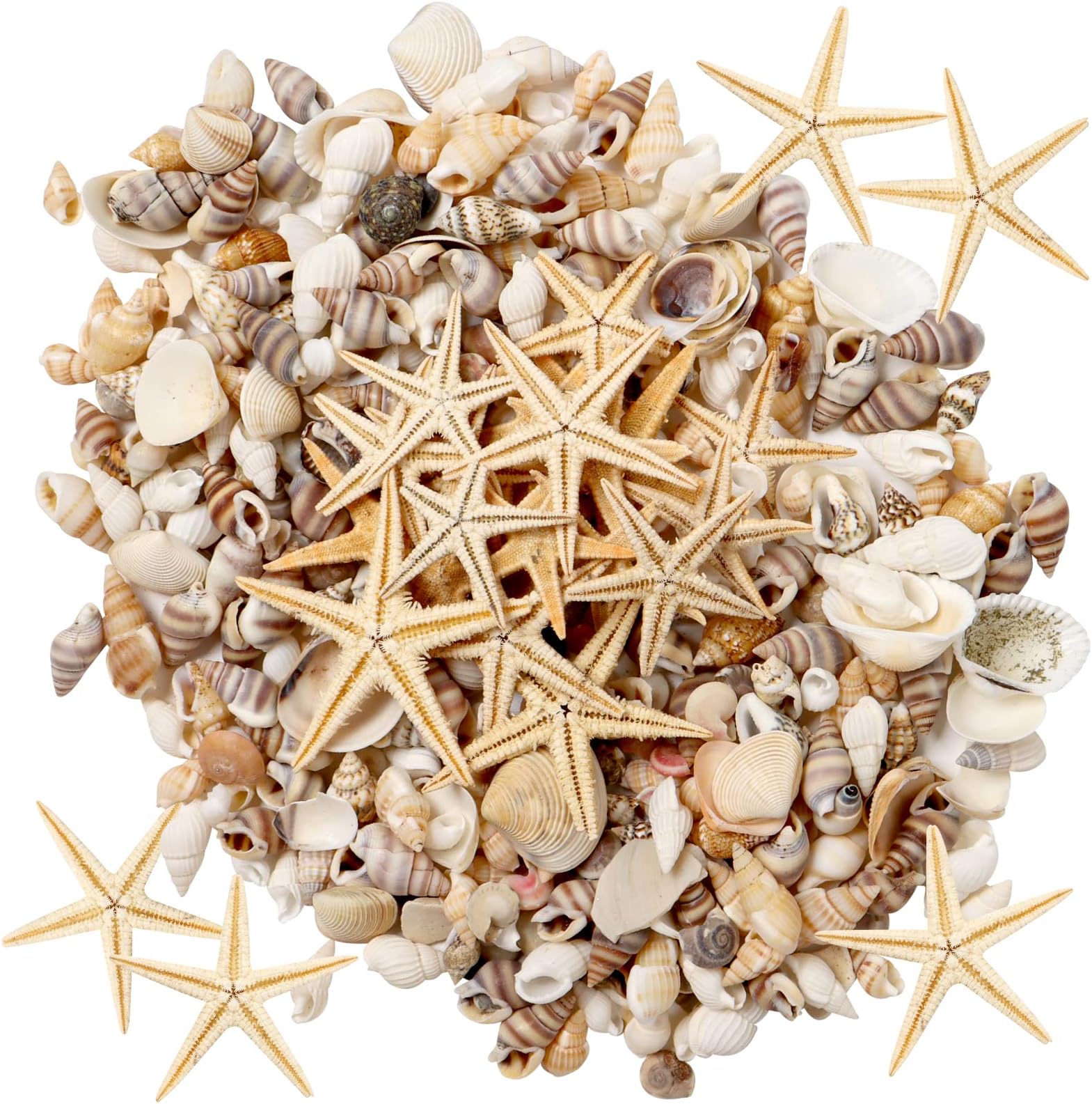 Amazon.com: gopiter Sea Shells - Beach White Mixed Seashells - Various ...