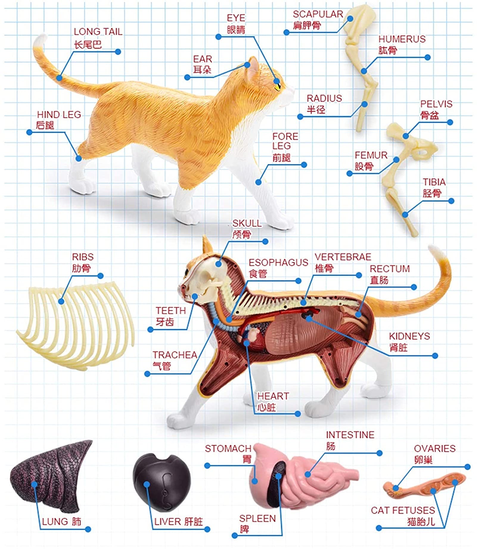 Anatomie Du Chat Et De L'homme Les Articulations Du Chat | Doppelherz