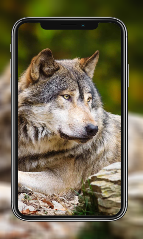 Wolf Wallpapers - App on Amazon Appstore