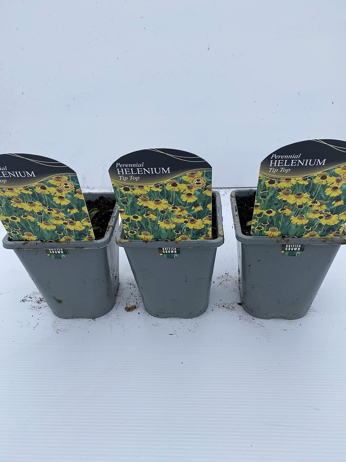 Helenium Tip Top 1 Litre Pot Size x 3 Plants : Amazon.co.uk: Garden