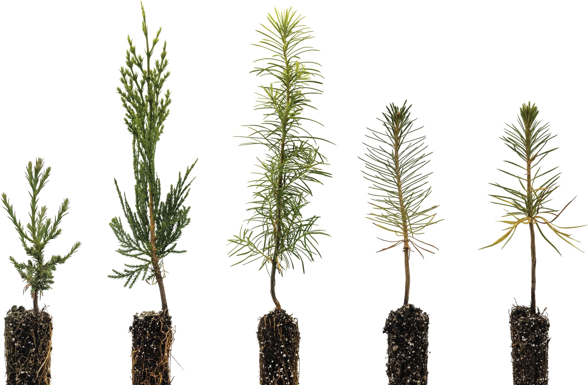 Amazon.com : Rare Plant Tree Seeds 100+ Seeds Longleaf Pine (Pinus ...