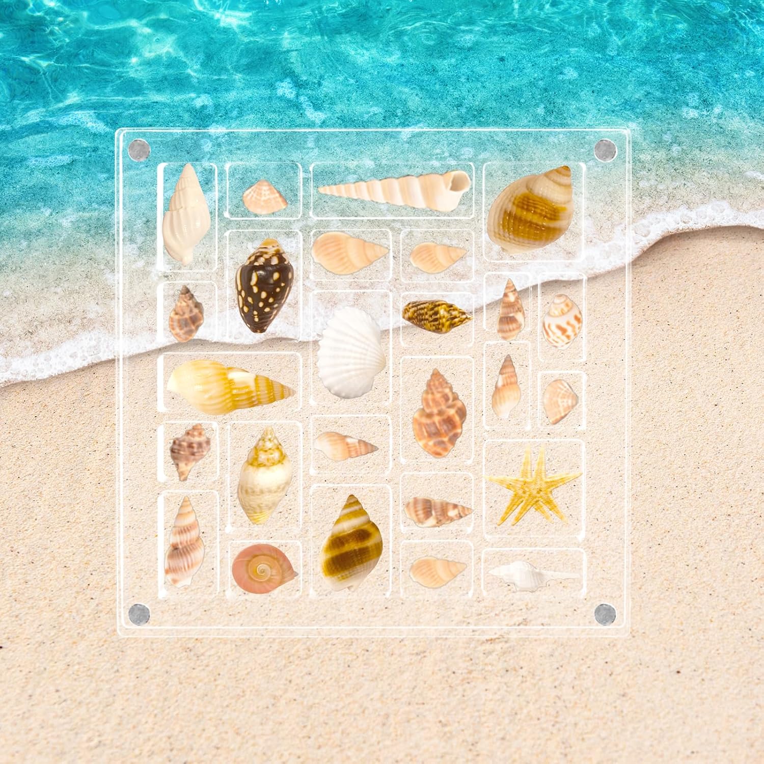 Amazon.com: LUOHE Acrylic Magnetic Seashell Display Box, Clear Seashell ...