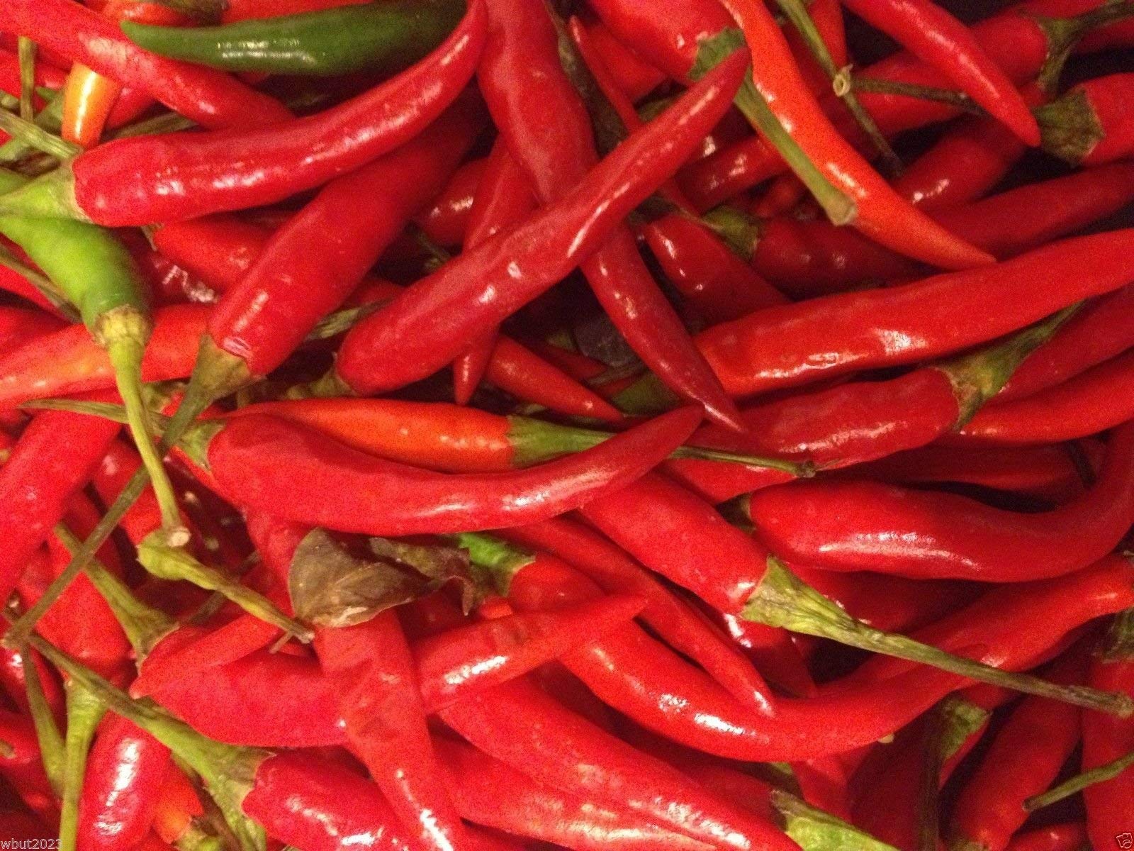 Vietnamese Pepper Plant