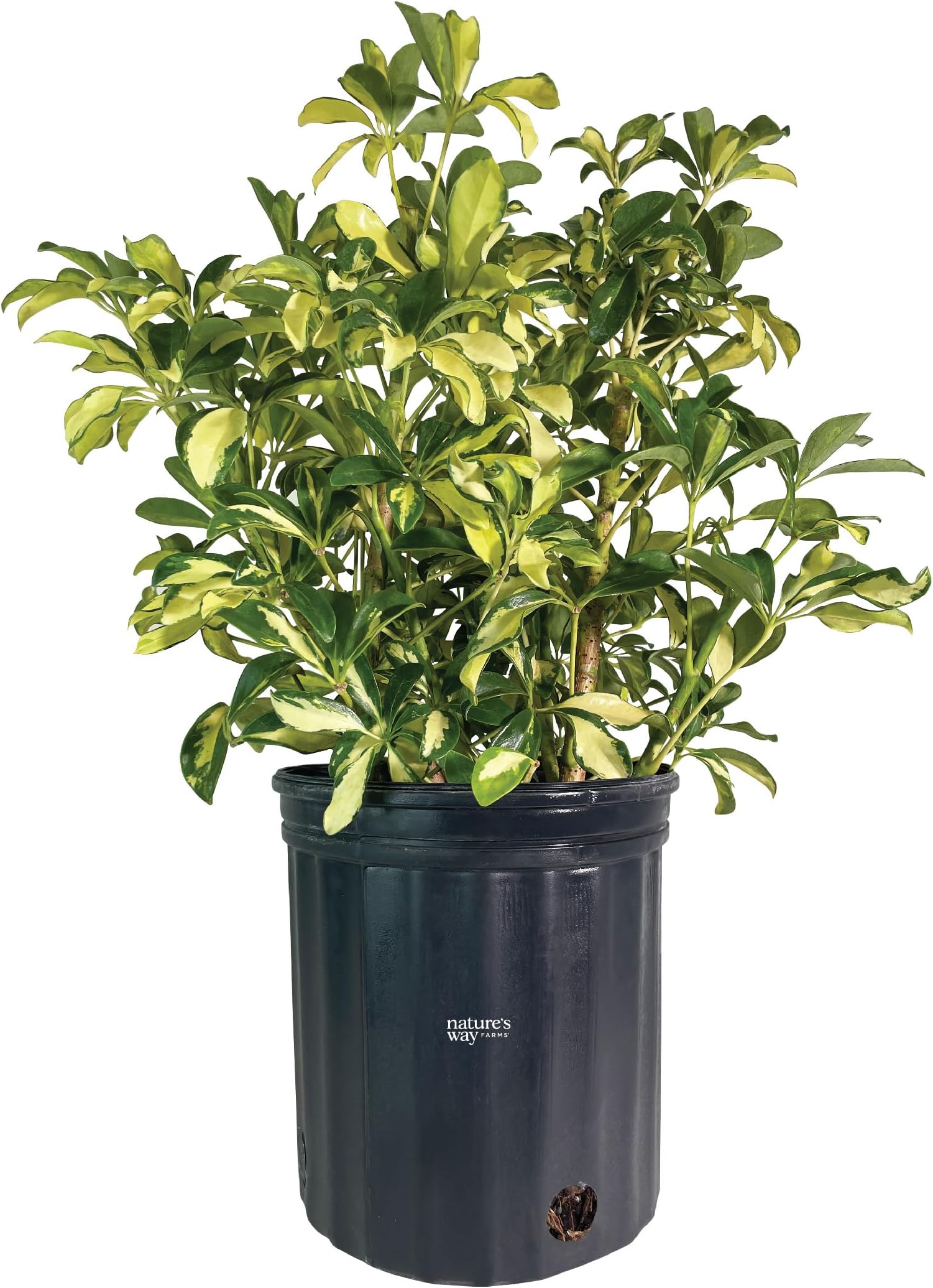 Amazon.com : Nature's Way Farms Arboricola Trinette Live Plant (25-30 ...