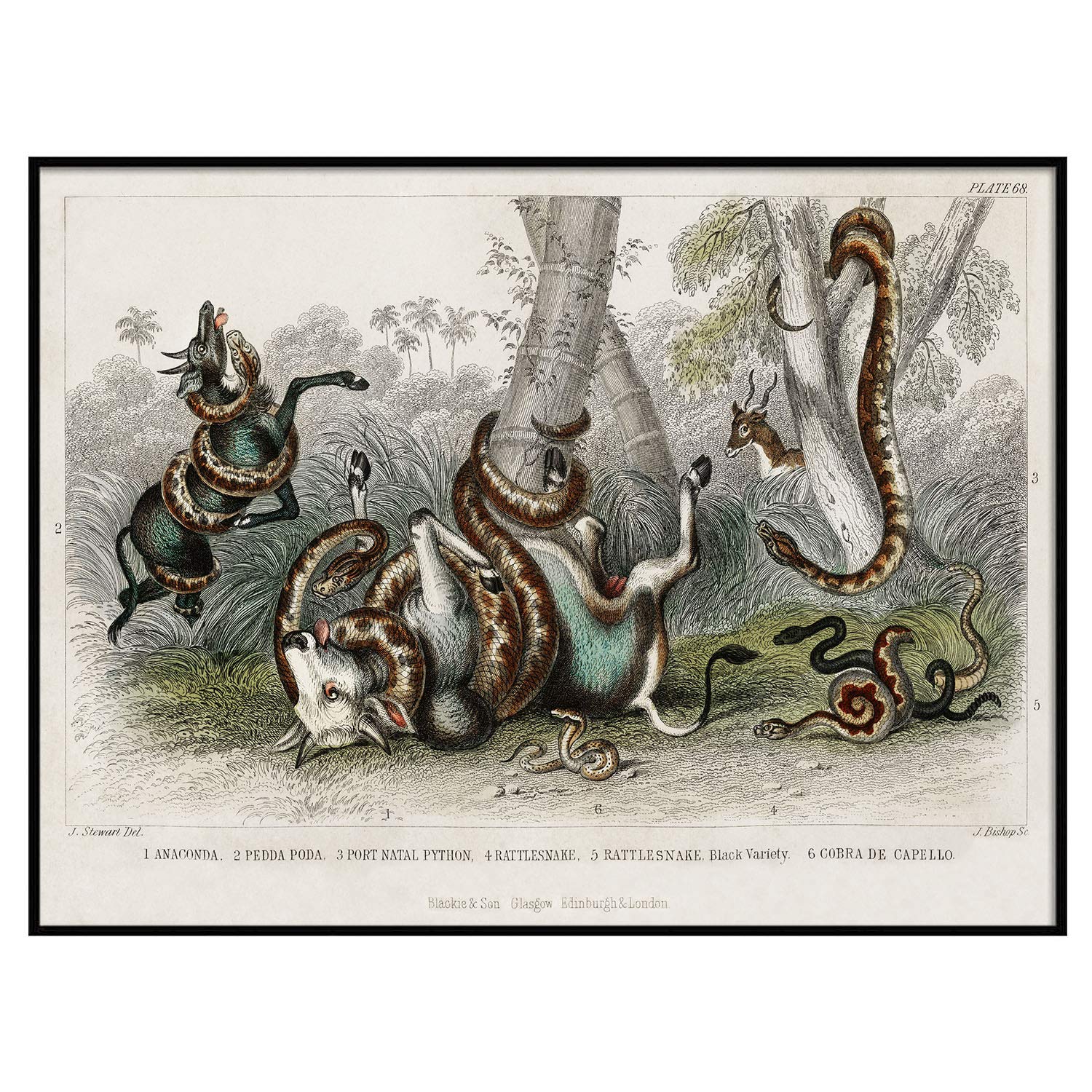 Anaconda Painting
