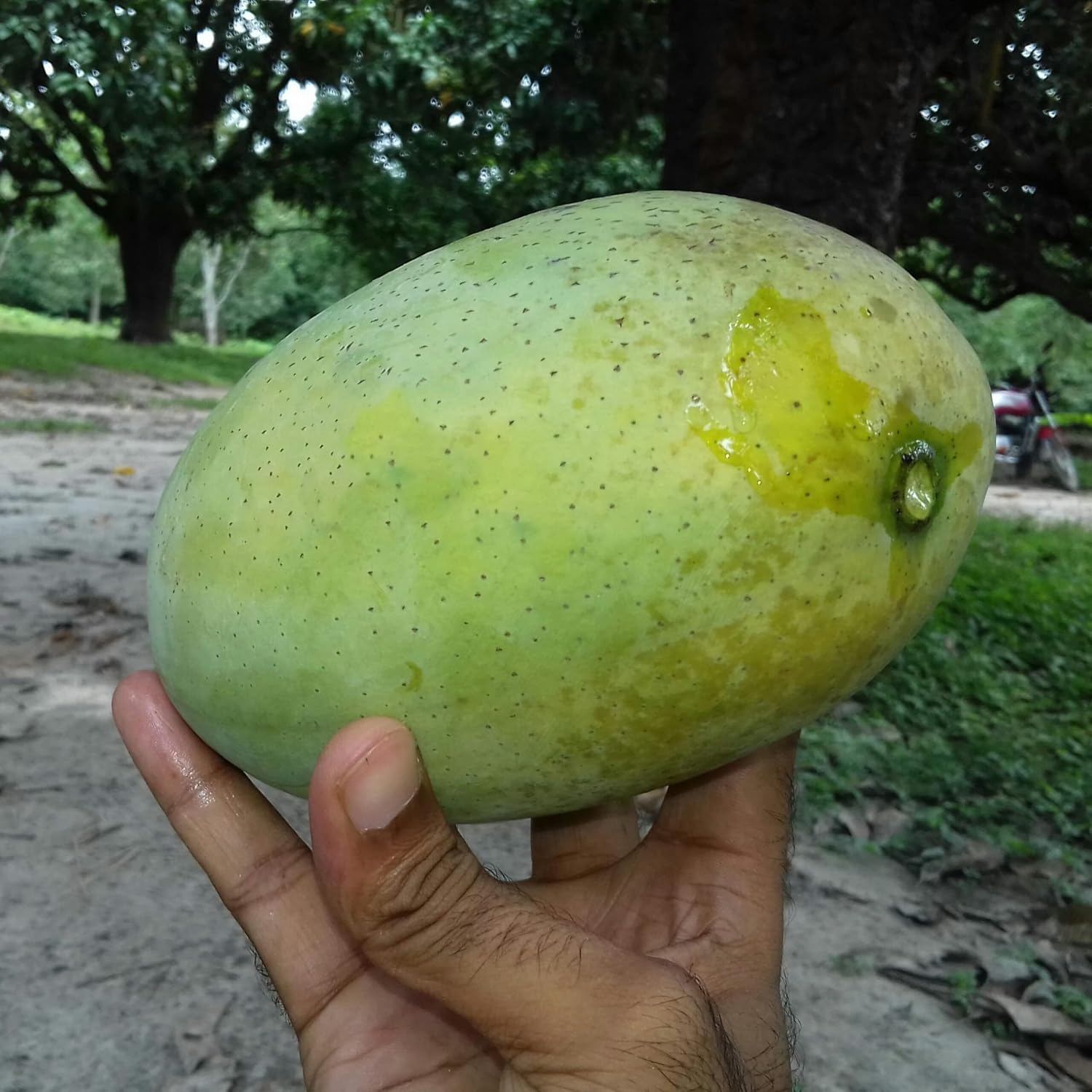 Native Earth Nursery " Fazli Mango " Hybrid 1 Healthy Live Plant ...