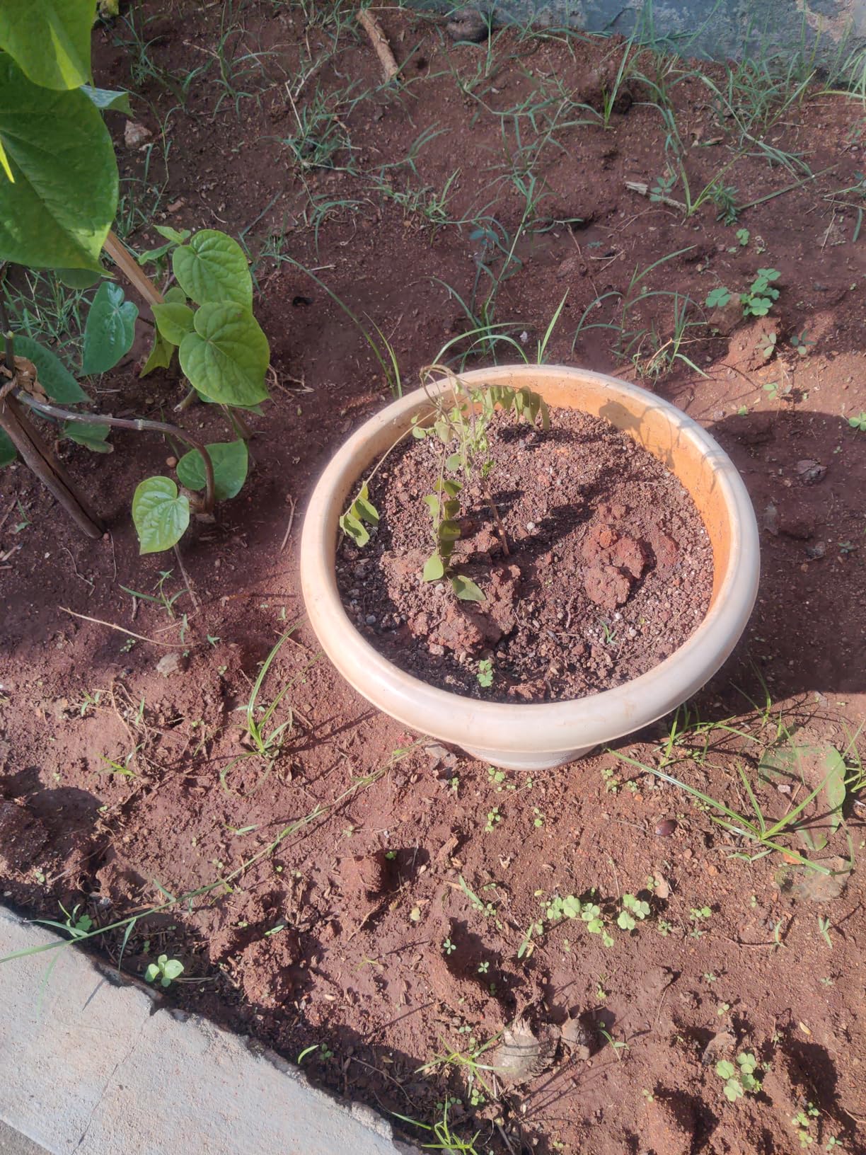 Ashokavanam Live Curry Leaf Plant - Fresh and Healthy | Aromatic and ...