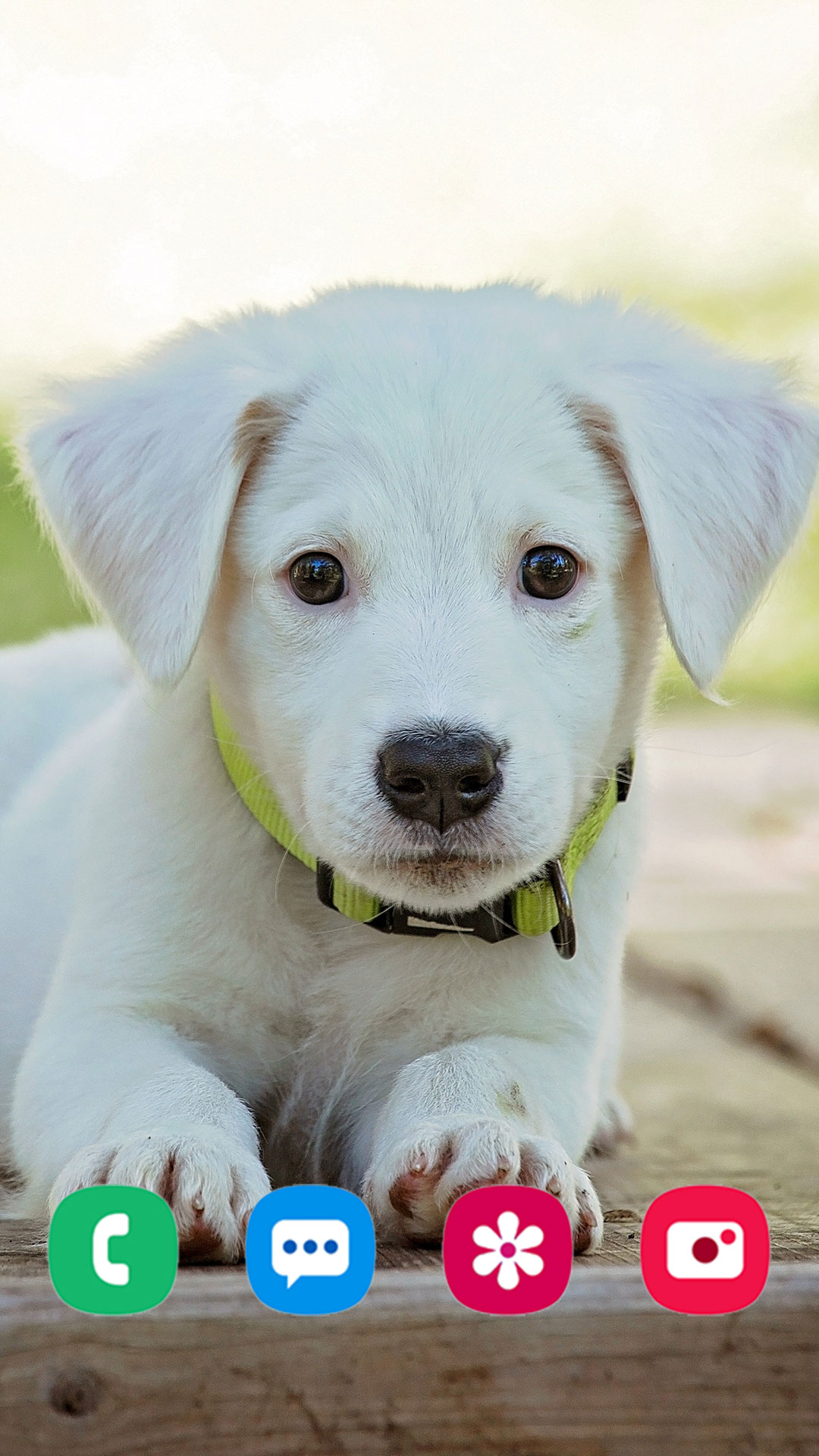 Dog Wallpapers - App on Amazon Appstore