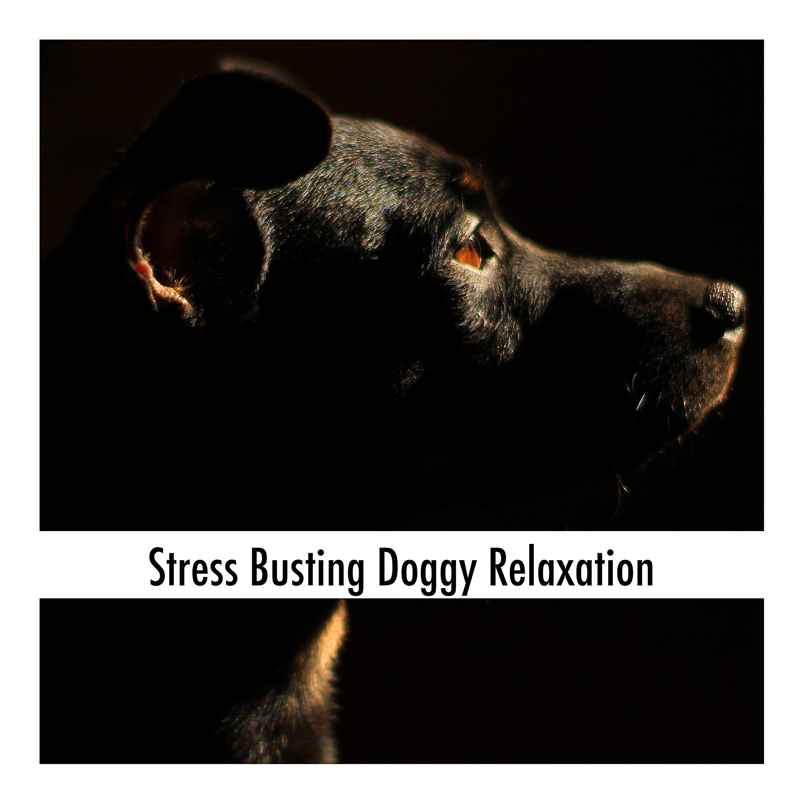 Pet Sunset Comfort Sounds song by Sleepy Dog Relaxation from Chillout ...