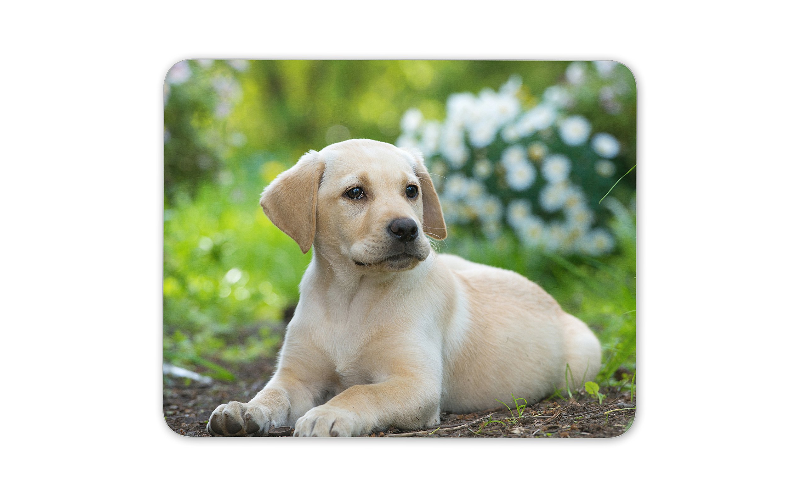 Pc Lab Puppy Wallpaper Cute Puppy Wallpaper 4K, Running, Golden