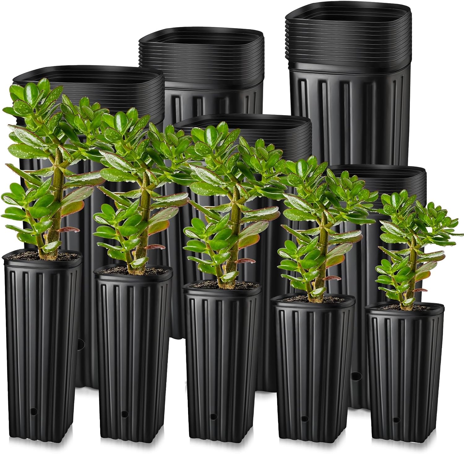 Amazon.com: Dandat 100 Pcs Tall Tree Pots, Plastic Deep Plant Nursery ...