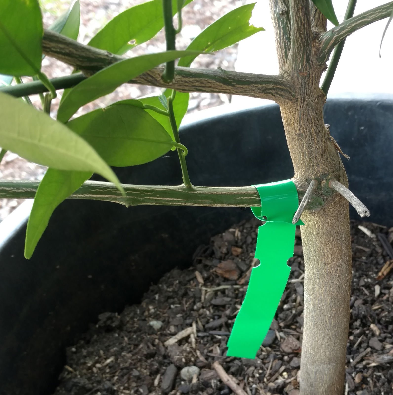 1000 Wrap Around Tree Labels 9 X 1 Thermal Plastic | Desertcart Sri Lanka