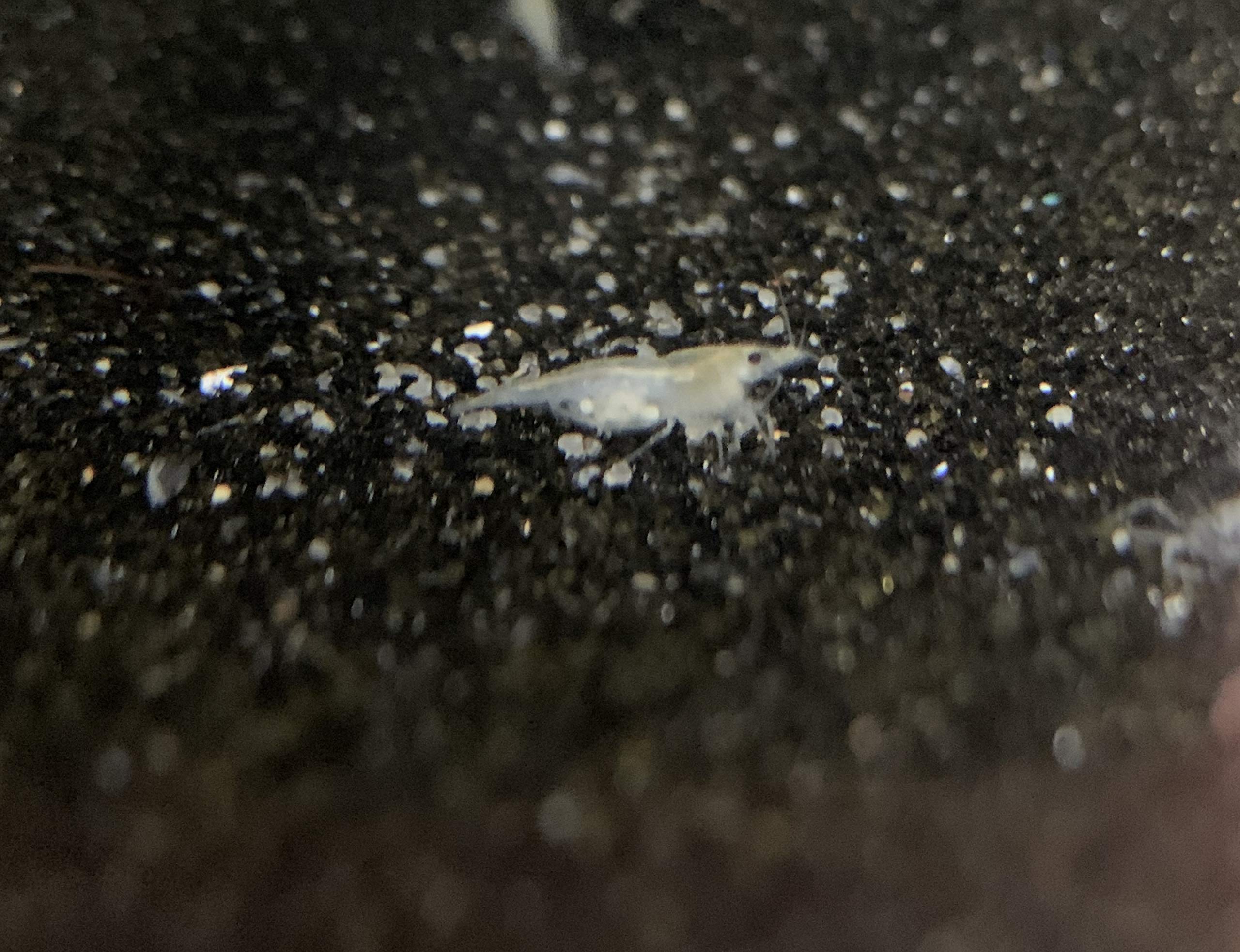 Buy Imperial Tropicals 6 Snowball Shrimp - Neocaridina + 1 Marimo Moss ...