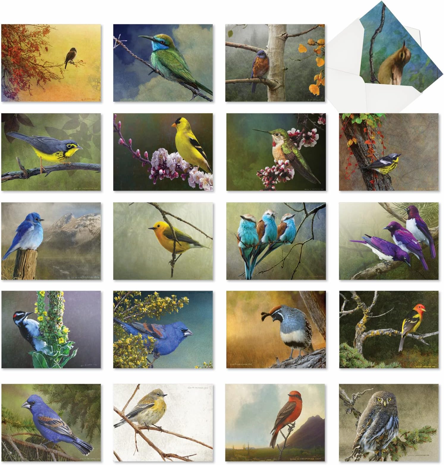 Amazon.com : Small World Greetings Midwest Backyard Bird Note Cards ...