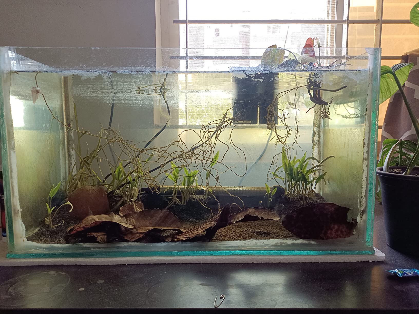 Aquatic Remedies Water Conditioner Blackwater Concentrate - 250 ml ...