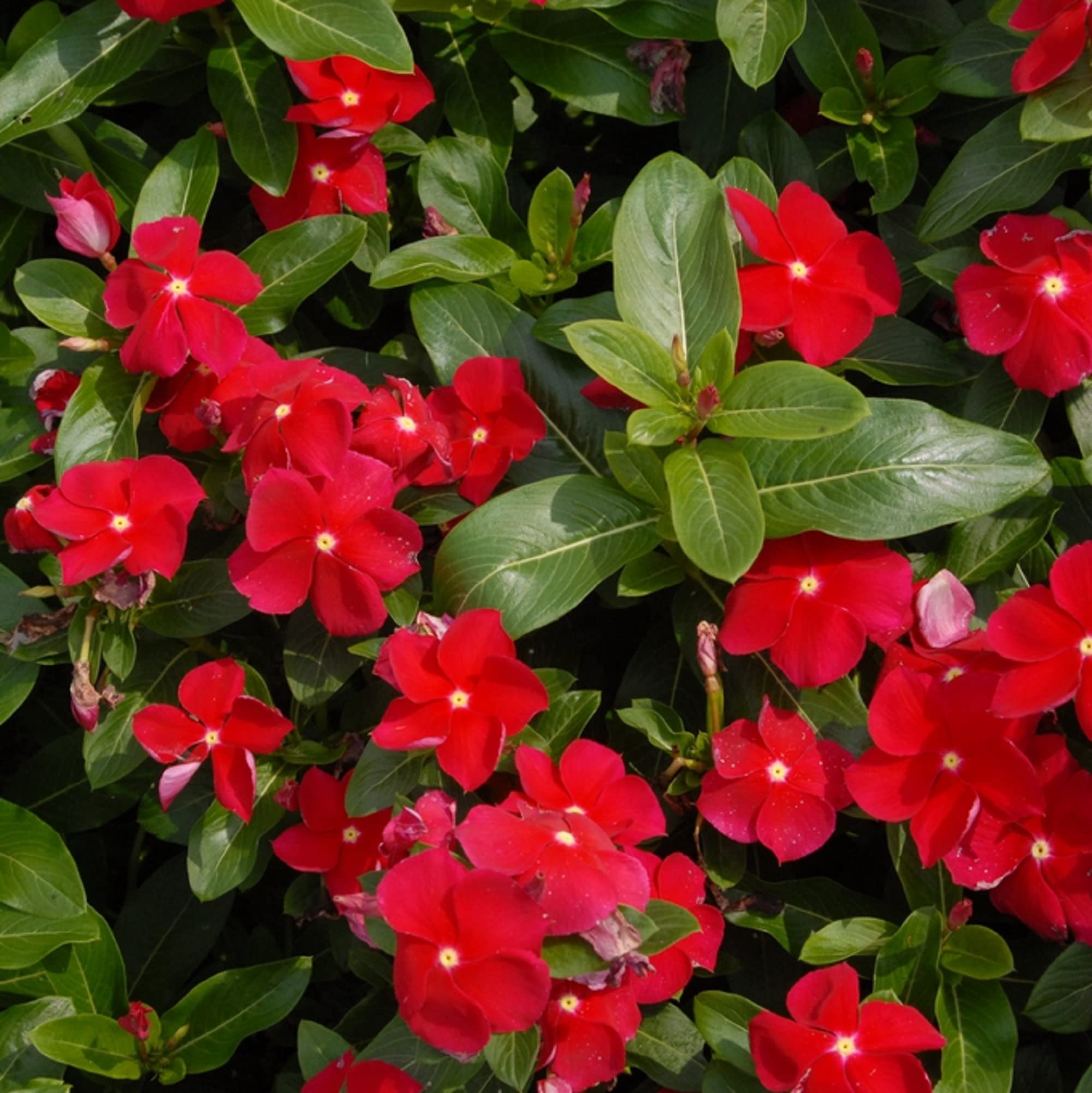 Vinca Rosea Red