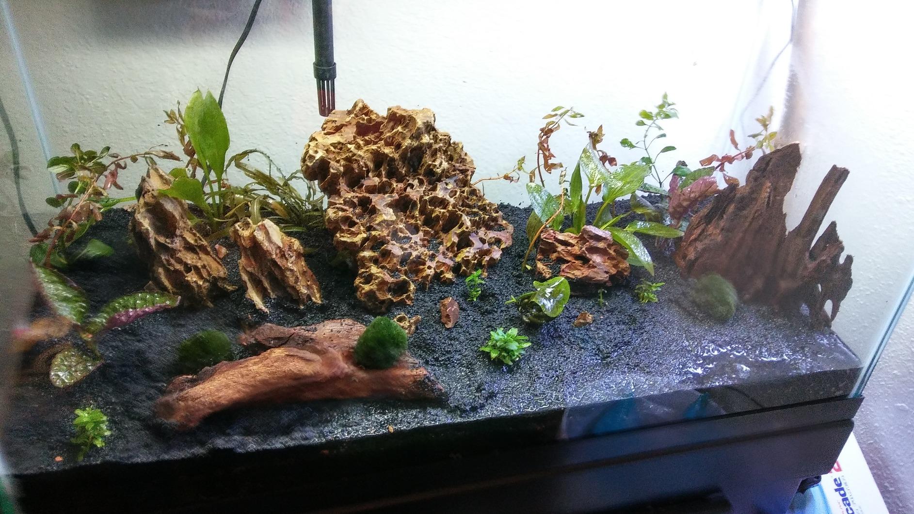 Amazon.com : SunGrow Self-Dissolving Driftwood Strings, 20” Long Rope ...