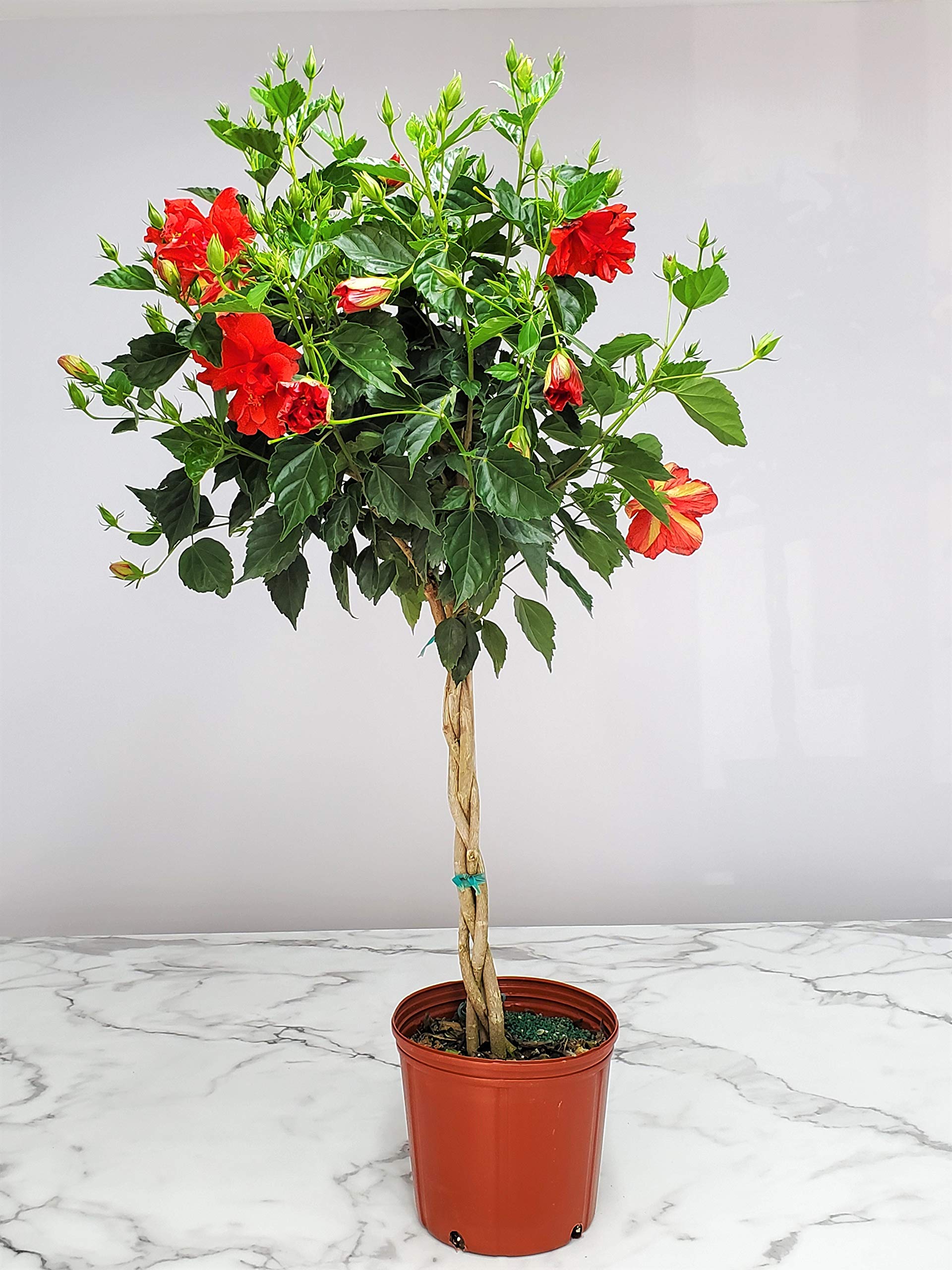 Braided Hibiscus Plants EDENGRAVY Hibiscus Plant Price In India Buy