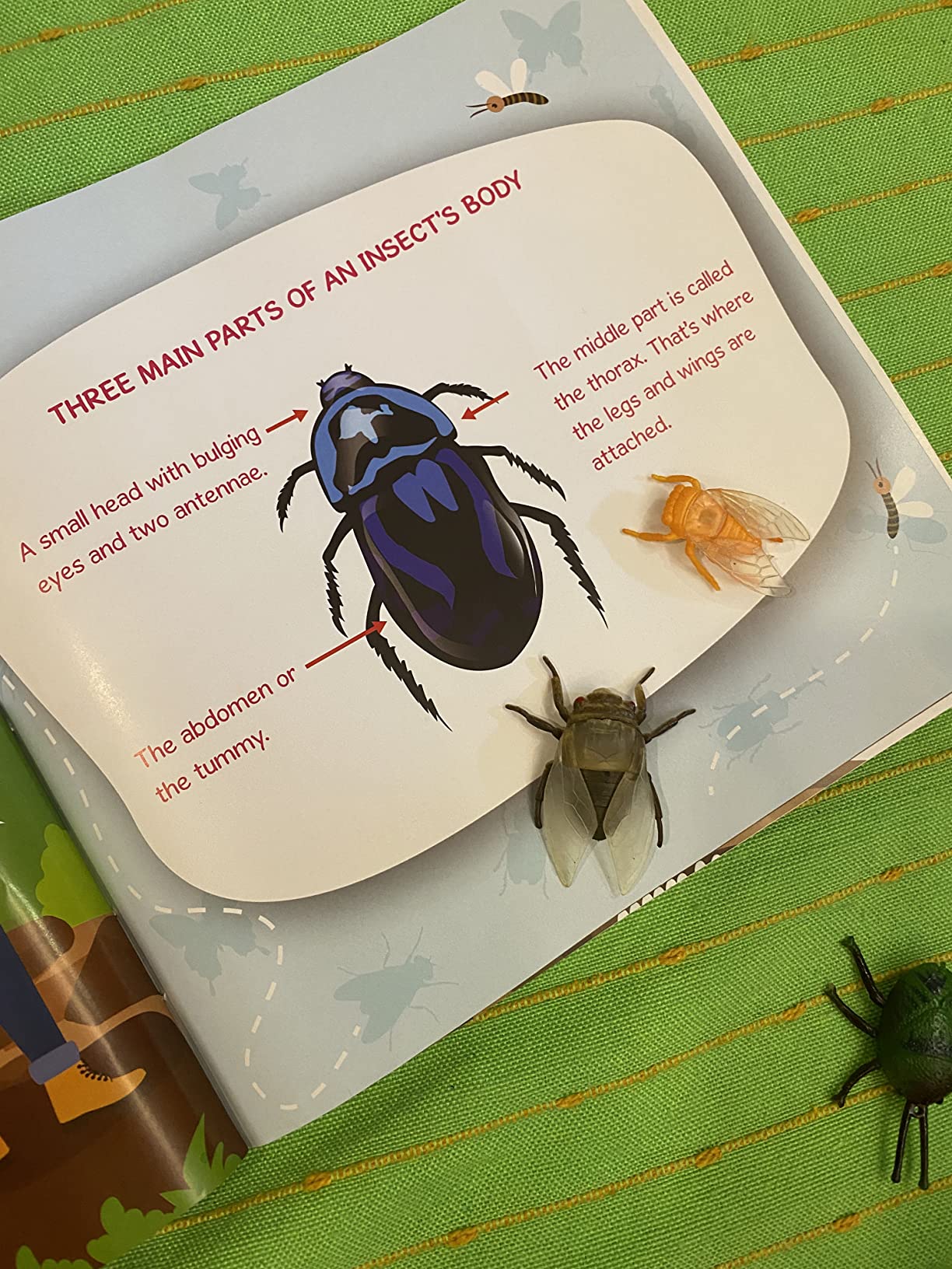 Buy Zayn and Zoey The World of Insects - Kids Story Book for Early ...