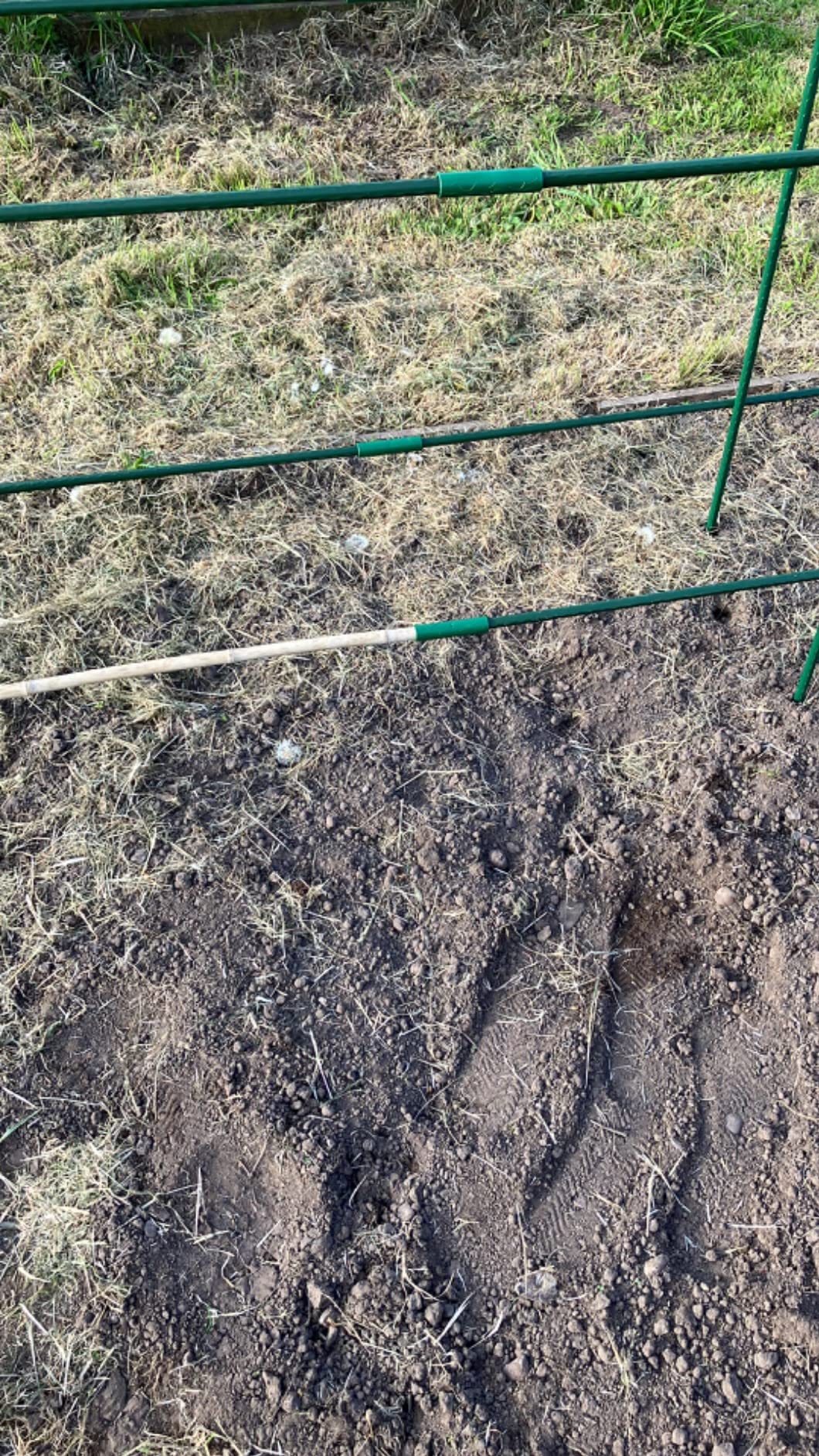 easynets Pea Support Frame Kit (3.6m x 1.10m) : Amazon.co.uk: Garden