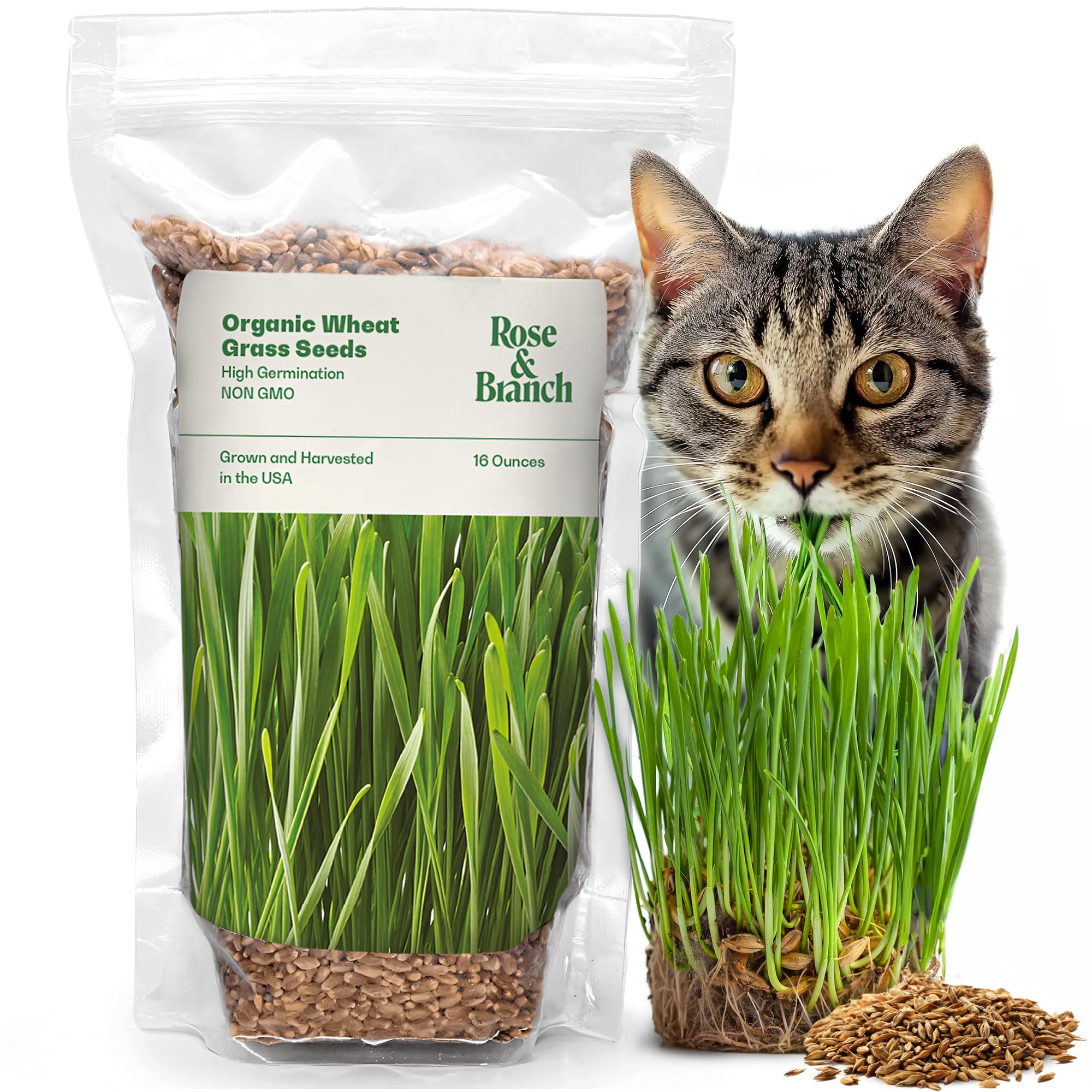 Amazon.com : Organic Wheat Grass Seeds, Cat Grass Seeds - 16Ounces ...