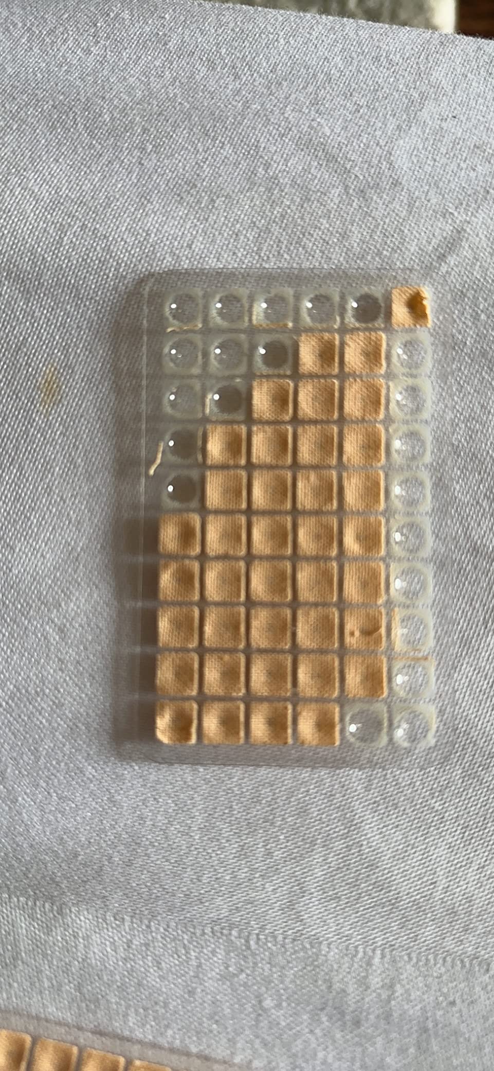 Dragon Acupuncture Vaccaria Ear Seeds 600 Counts Refill Pack : Amazon ...