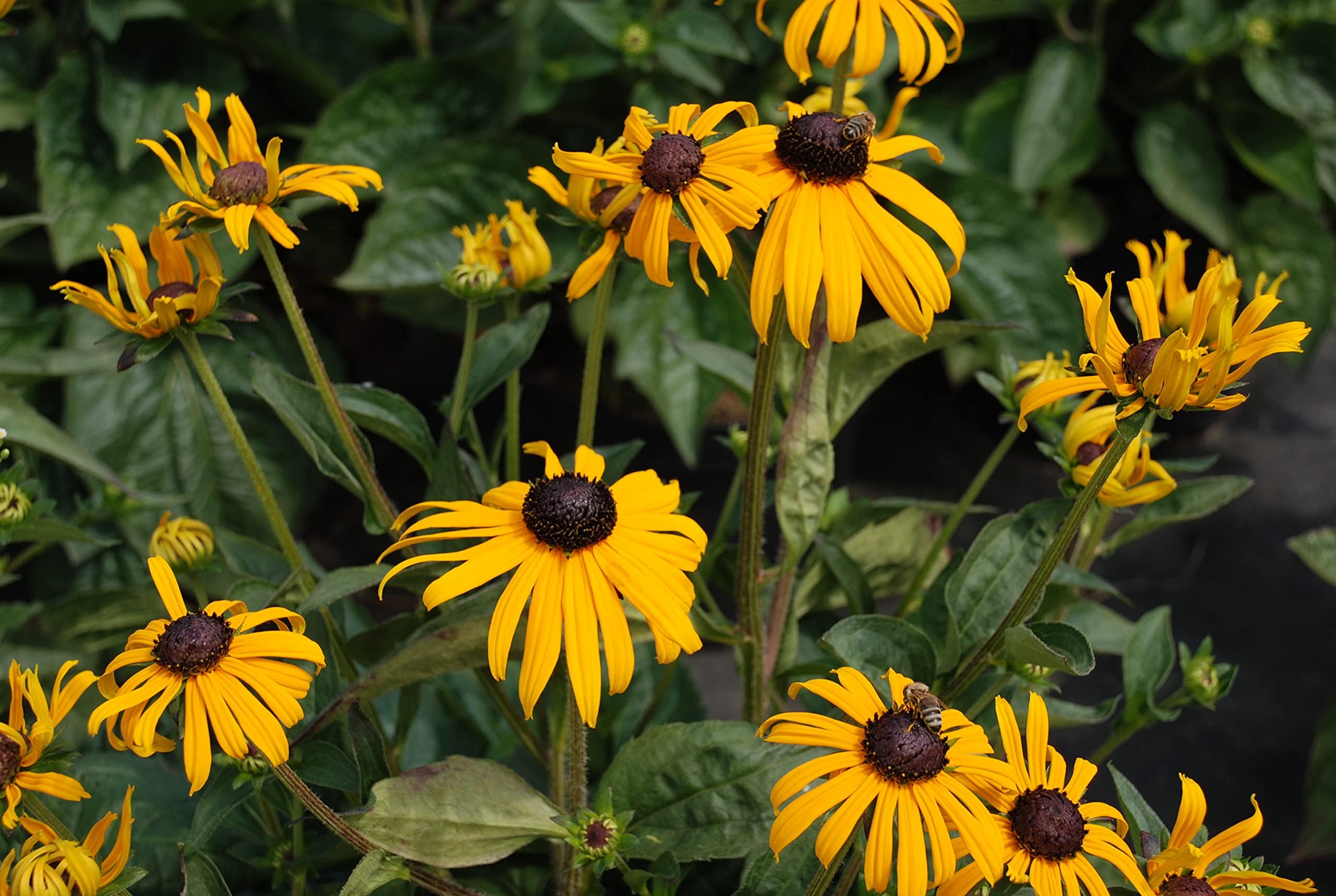 10 x Geranium sanguineum 'Max Frei' (Winterhart/Stauden/Staude ...