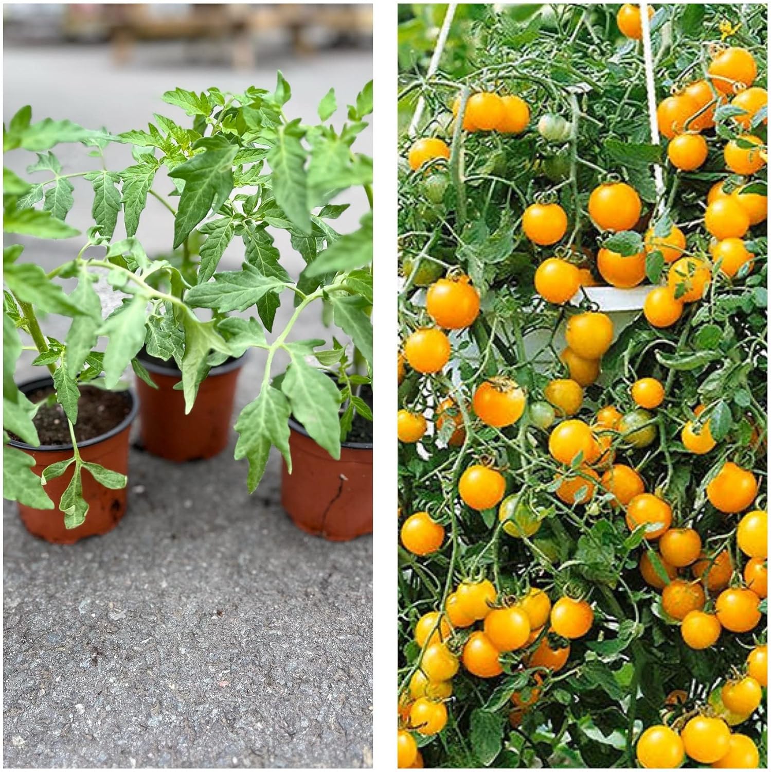 Tumbling Tom 'Yellow' Tomato Pack of 3 : Amazon.co.uk: Garden