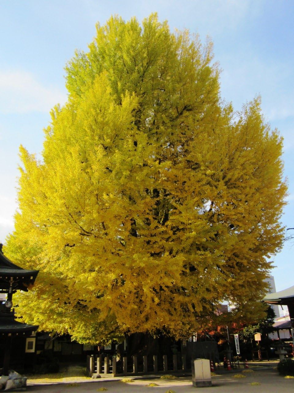 Amazon.com : DWARF VARIEGATED GINKGO TREE - Ginkgo biloba ‘Sunstream ...