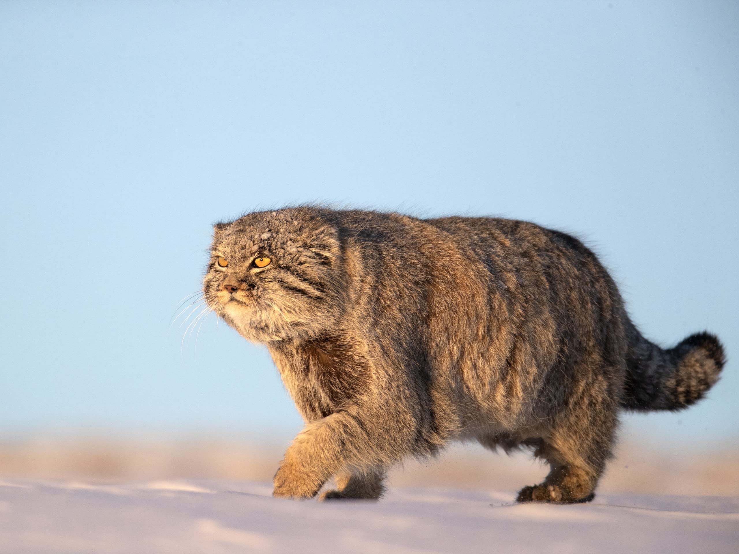 Watch Planet Earth: Frozen Planet II, Season 1 | Prime Video