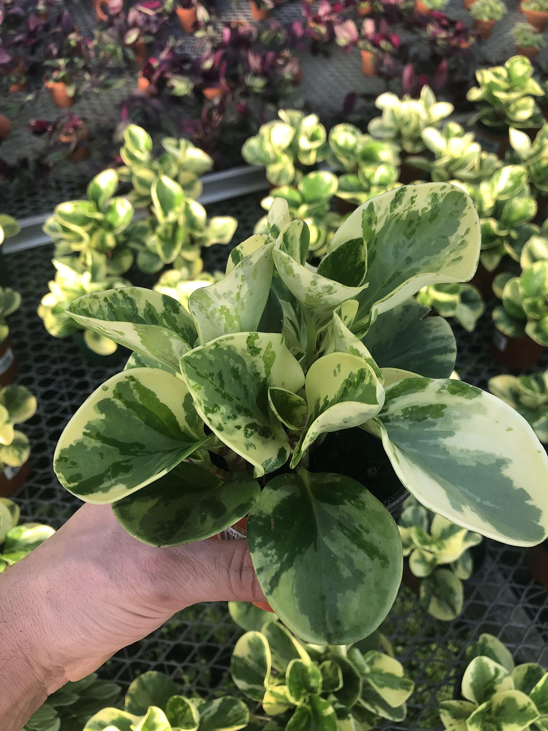 Amazon.com : Live Rubber Plant - Peperomia Marble - Peperomia ...