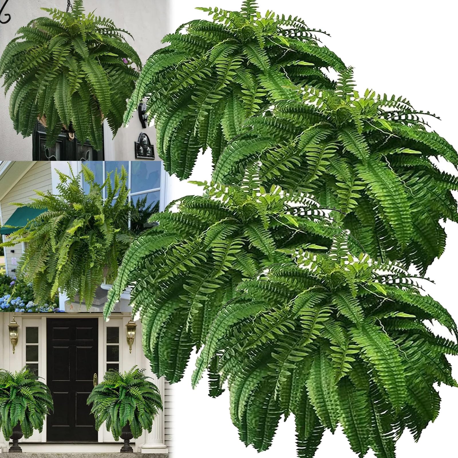 Ferns Plant