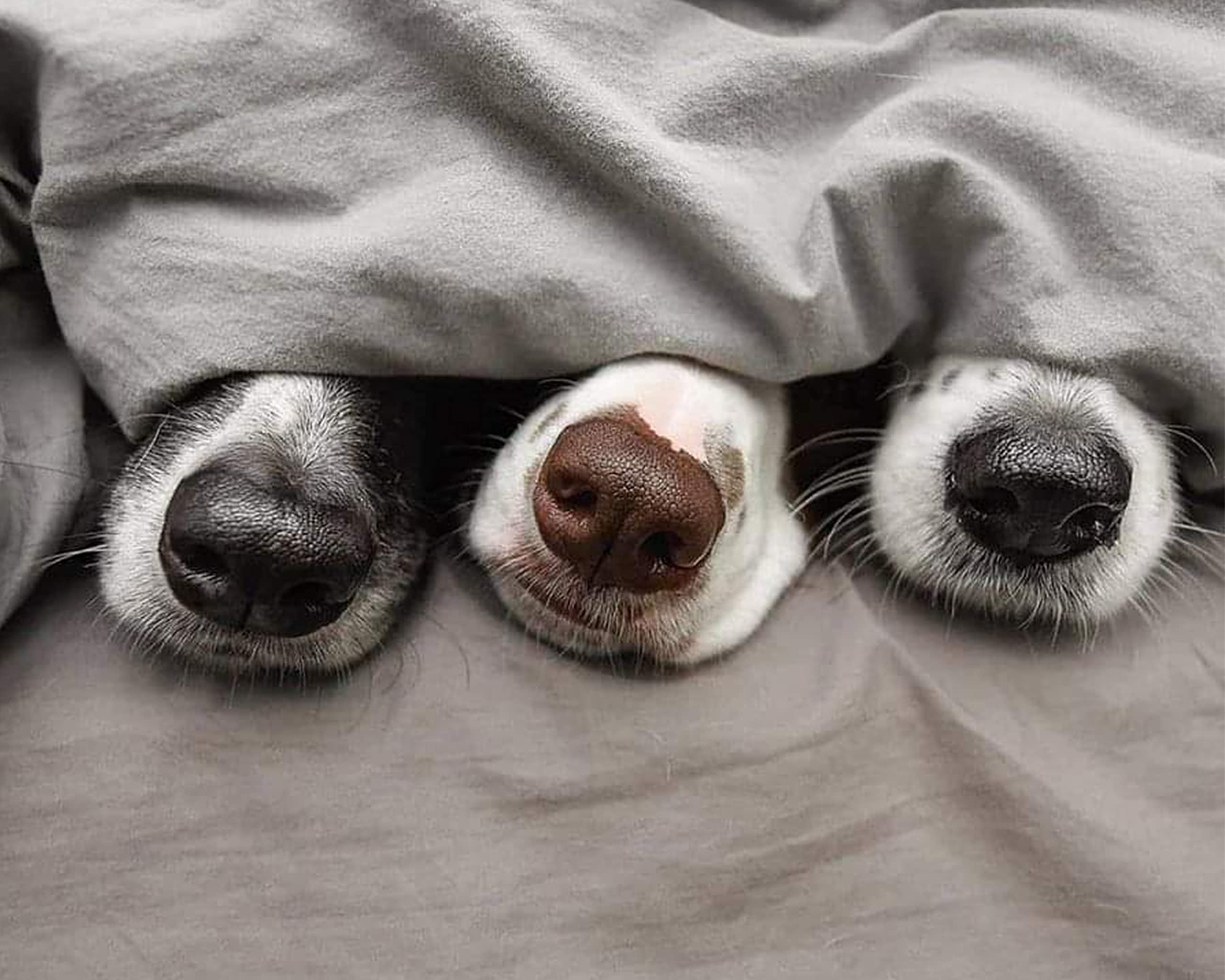 Buy "Adorable Puppy Noses Peeking Out"- Funny Dog Nose Wall Art- 10 x 8 ...