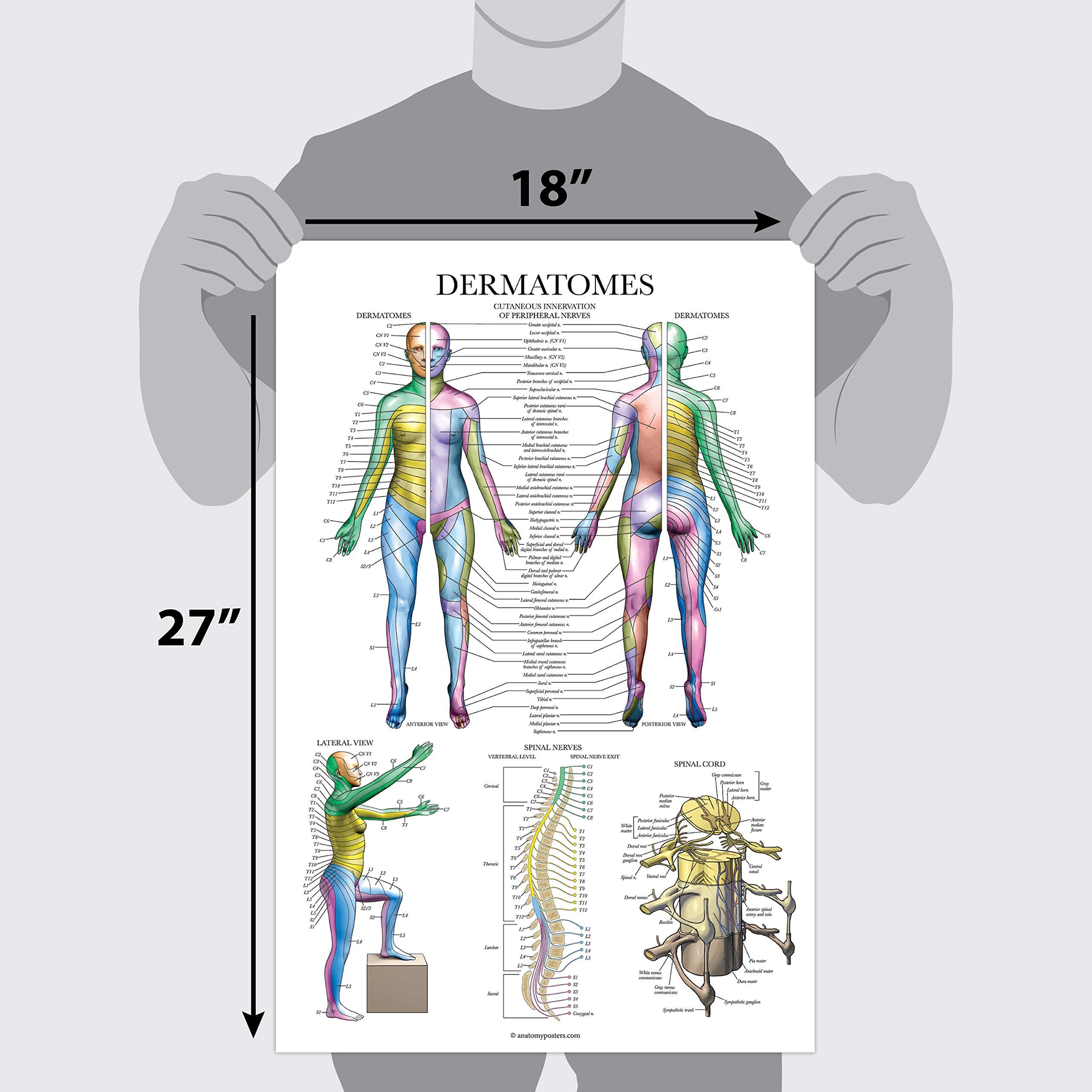 Buy Dermatomes & Nervous System Anatomical Chart - Dermatomes Anatomy ...