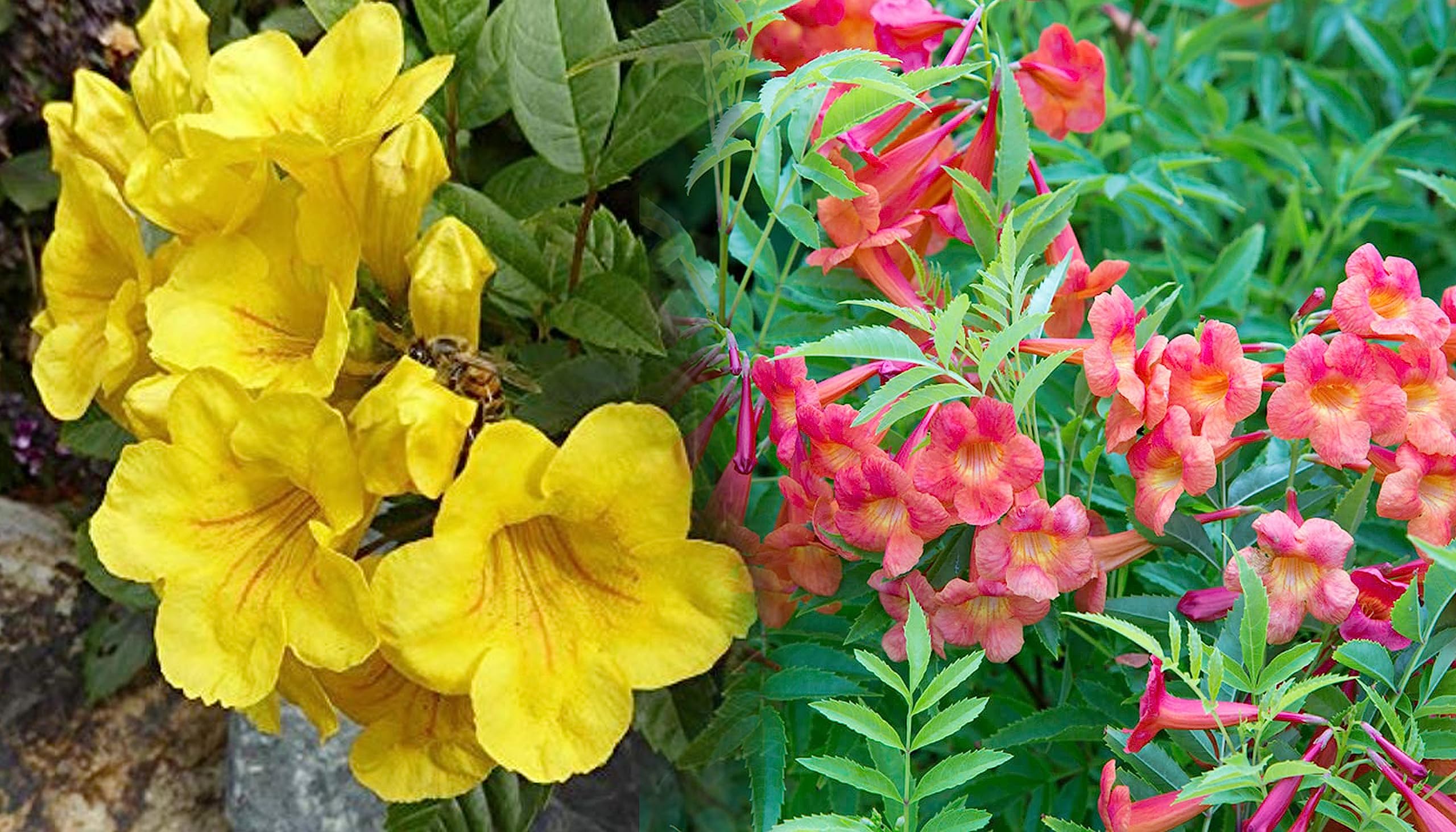 The Gifti® Beautiful Rare Yellow Bell Flower Plant Tecoma Creeper 2 ...