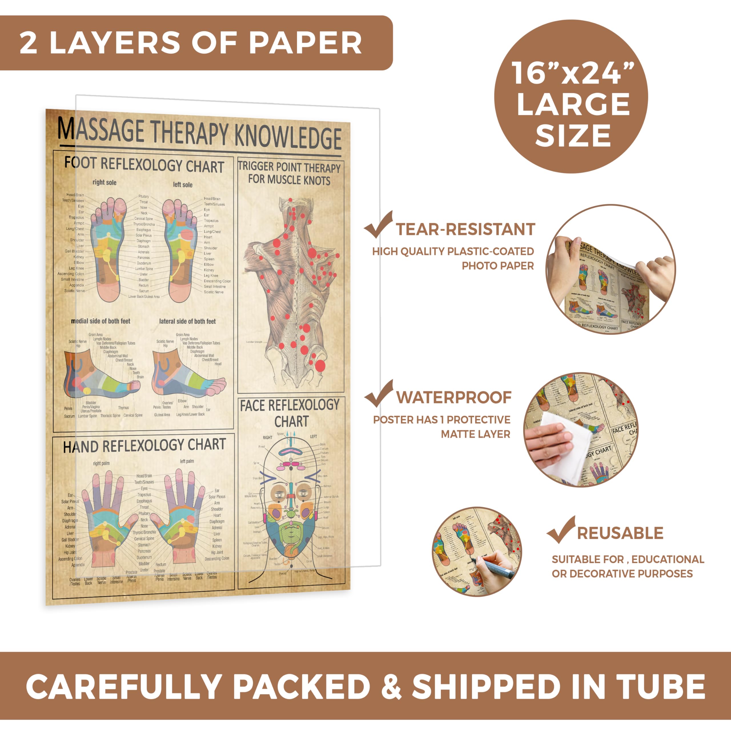 Buy Massage Therapy Knowledge (16"x24") Foot Reflexology Chart, Trigger ...