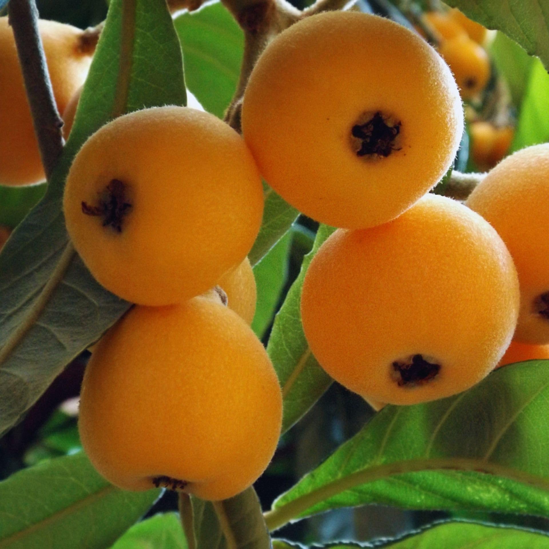 Amazon.com : 1 Golden Loquat Tree Plant, Sweet Fruit Plant Live, Loquat ...