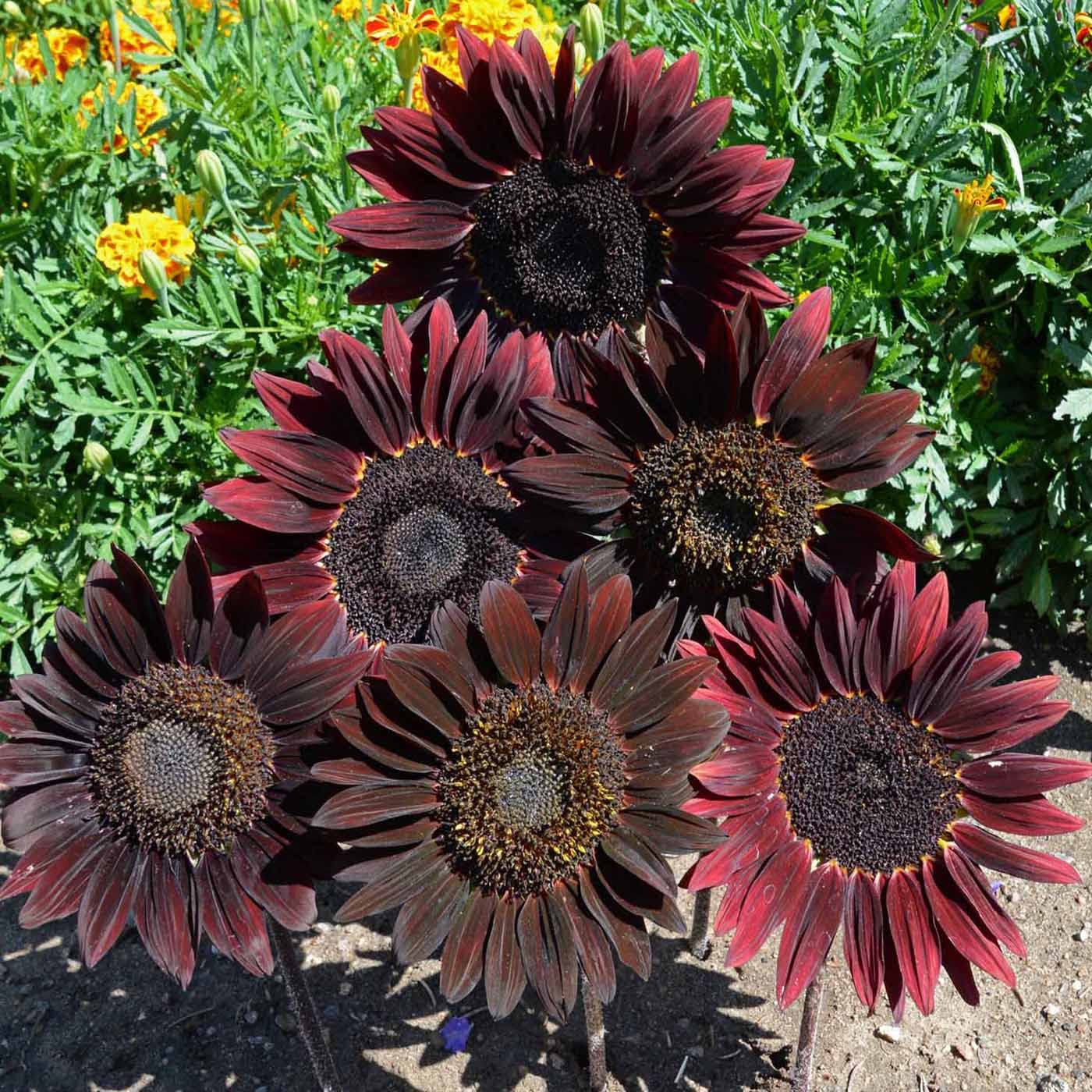 Helianthus Annuus Plant