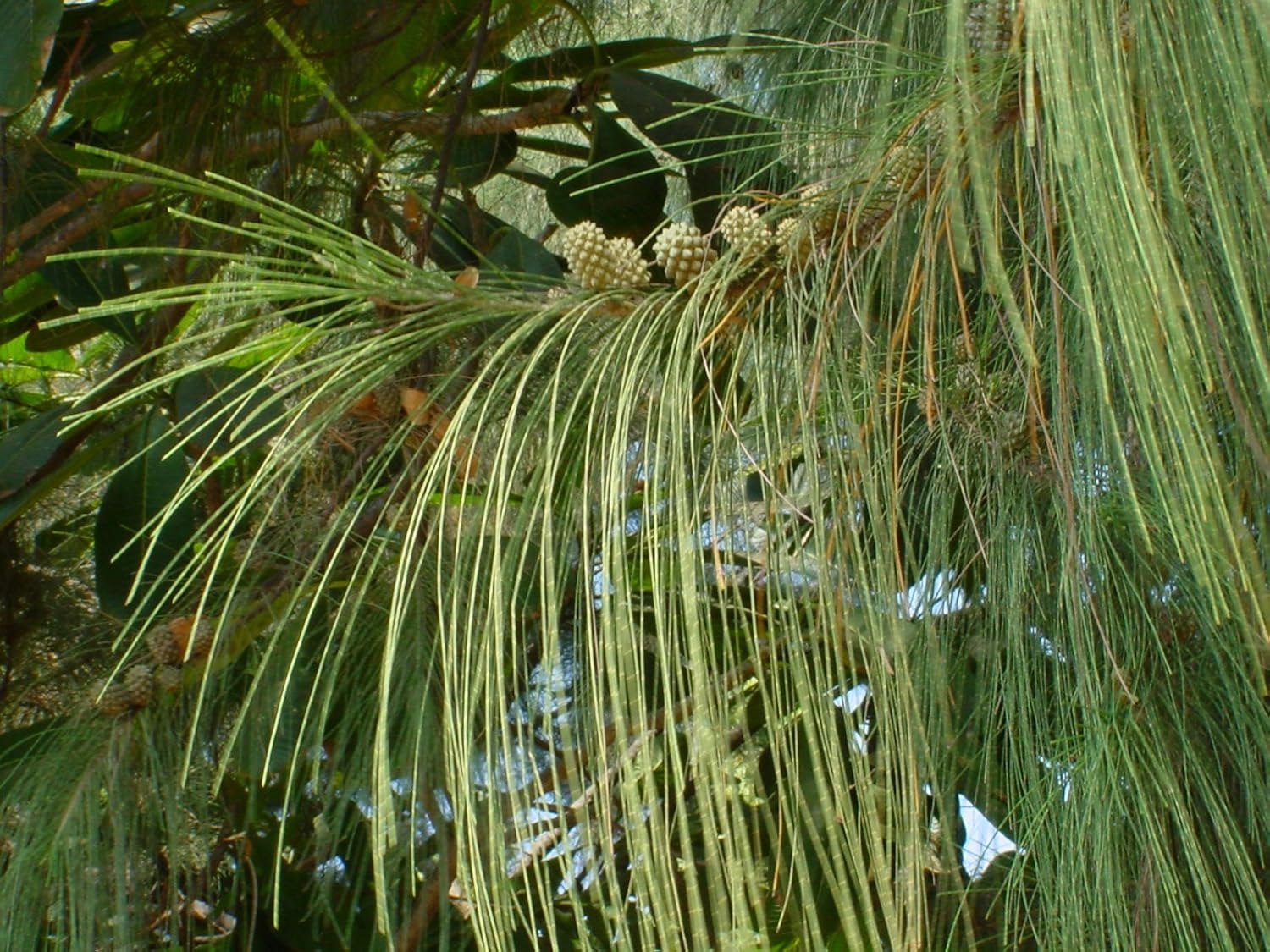 Royal Paradise Garden Rare Casuarina equisetifolia (Australian Pine ...