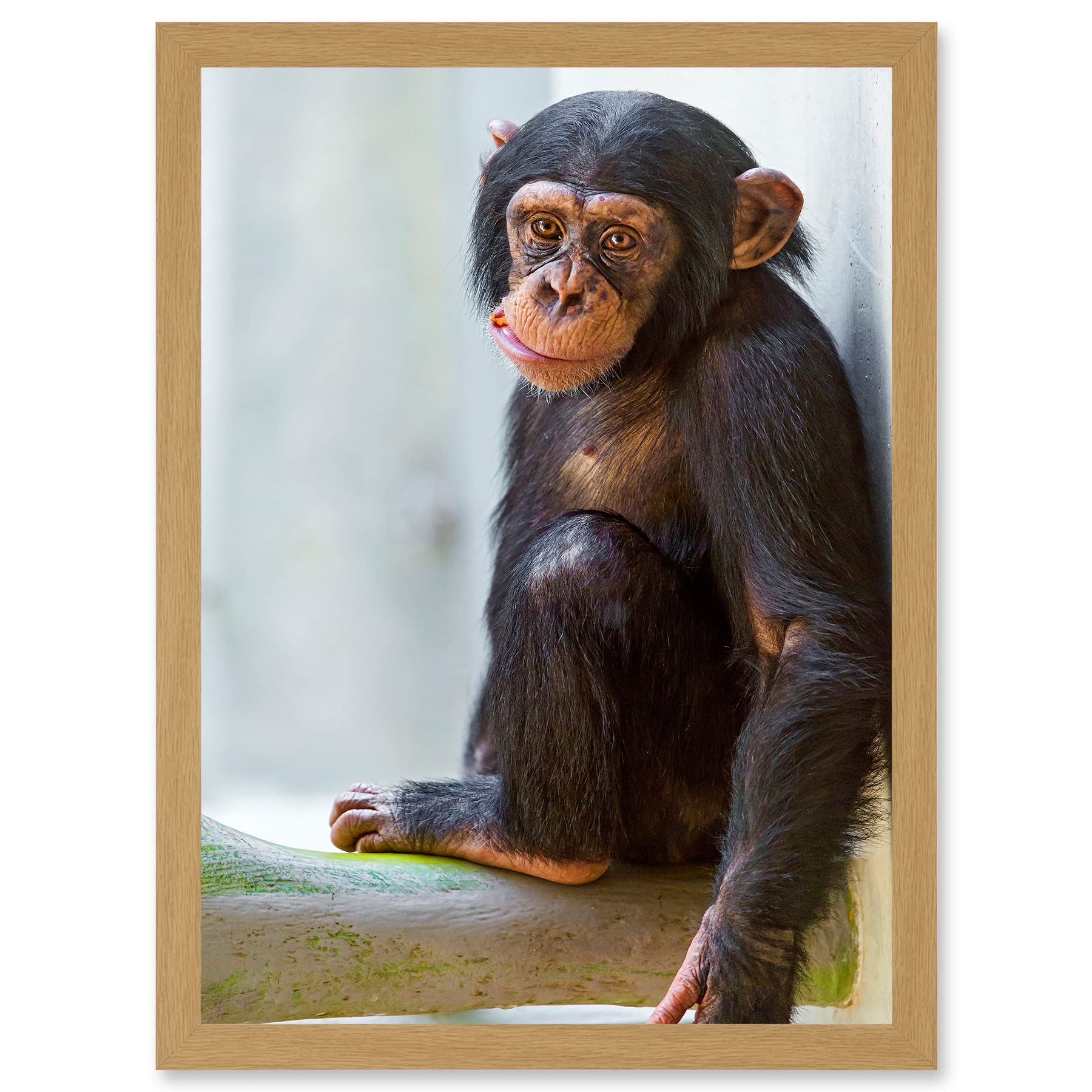 Cute Baby Chimpanzee