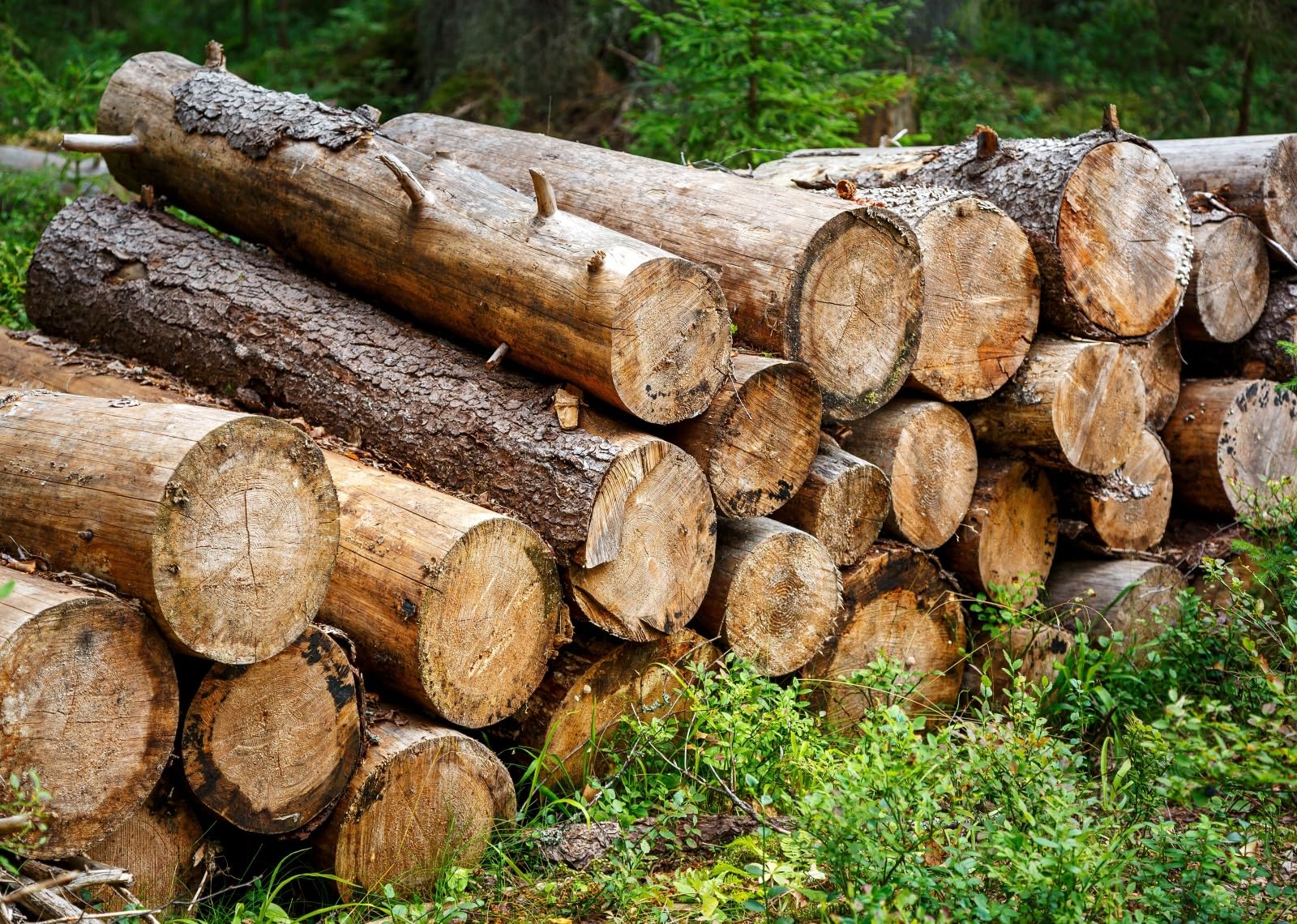 24 Troncos De Madera Apilados