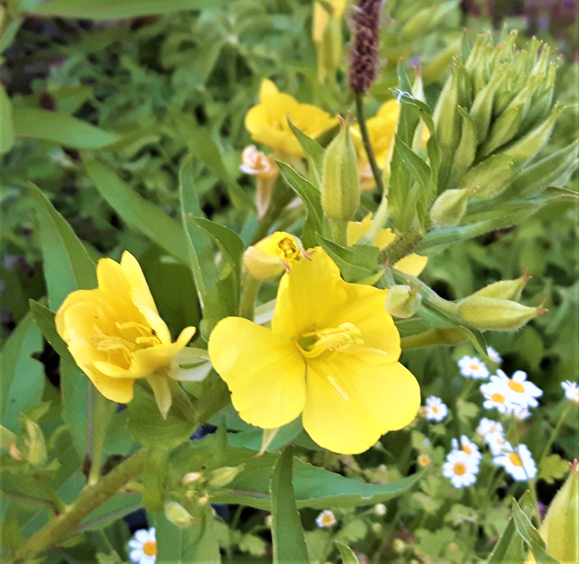 Oenothera biennis. The Classic Wildflower Evening Primrose. Packet of ...
