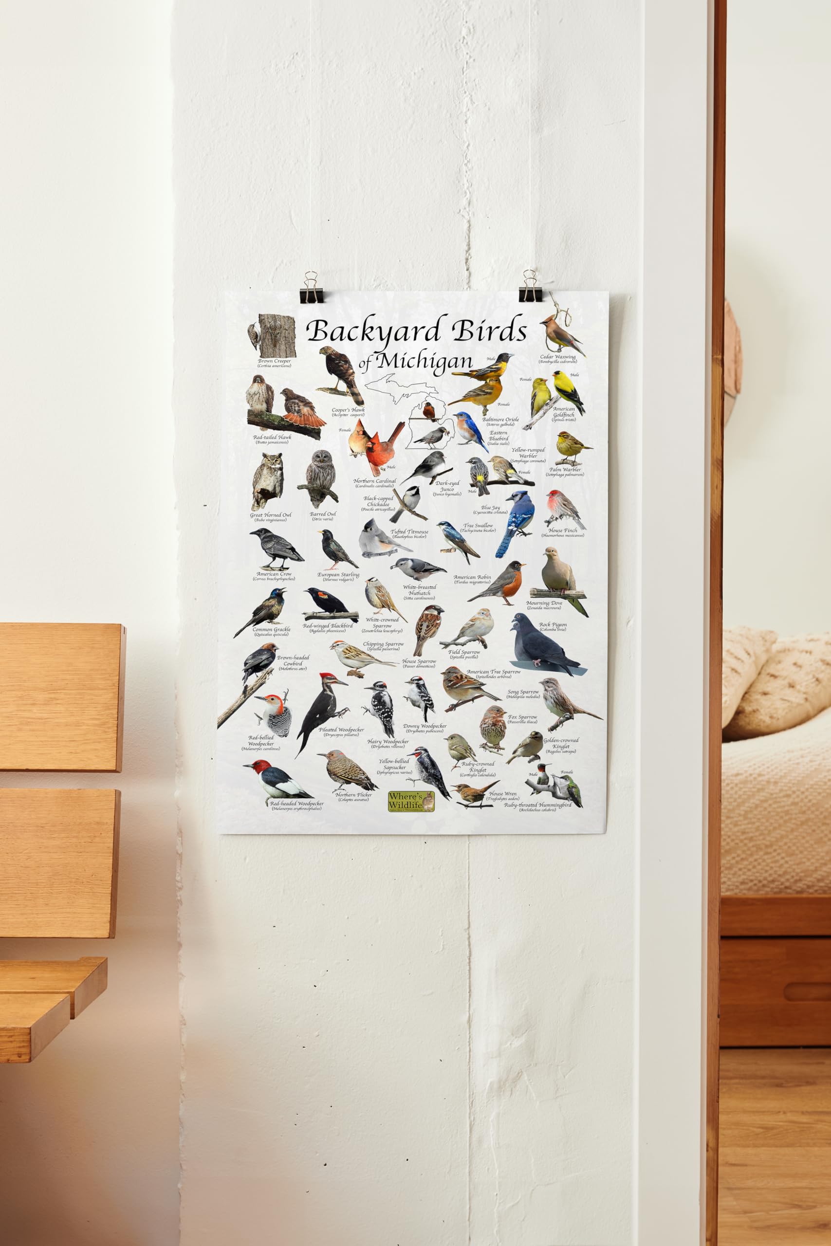 Michigan Wild Birds Identification Lists