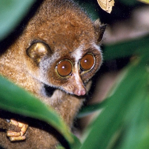 Slow Loris Wallpaper